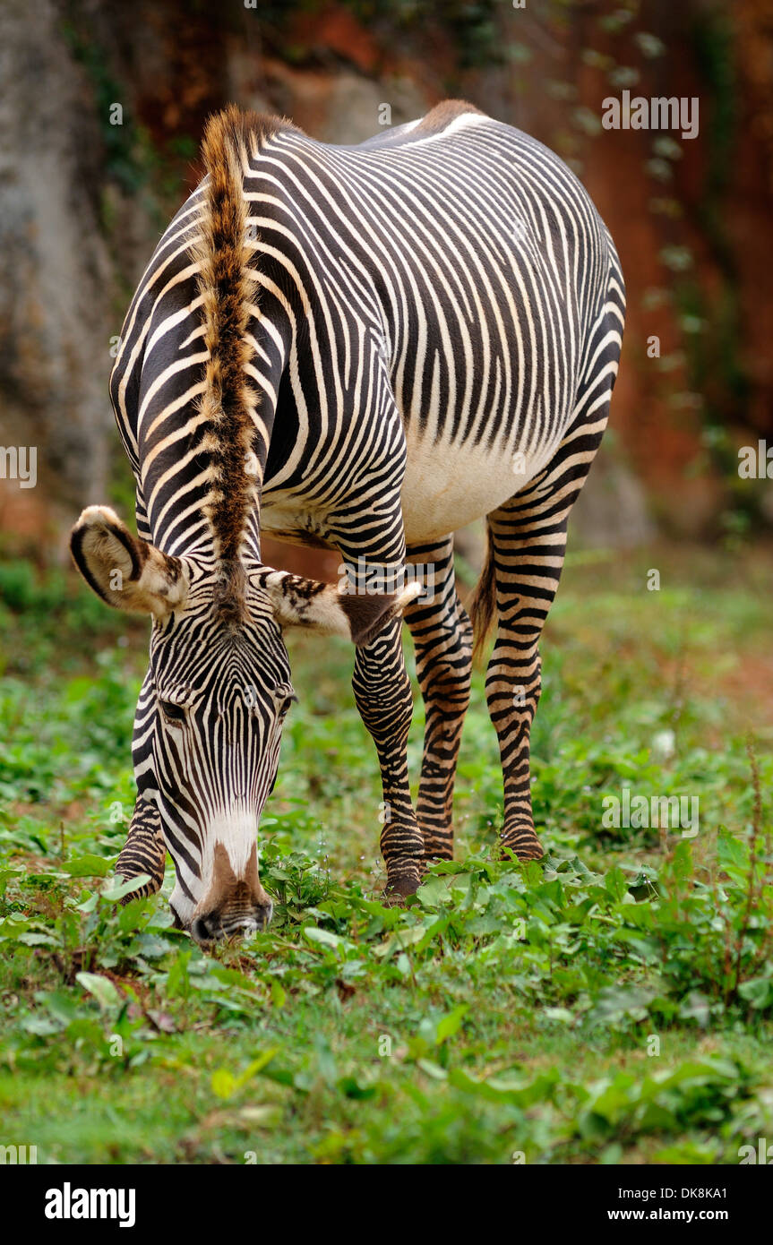 Grevy's Zebra Conservation High Resolution Stock Photography and Images ...