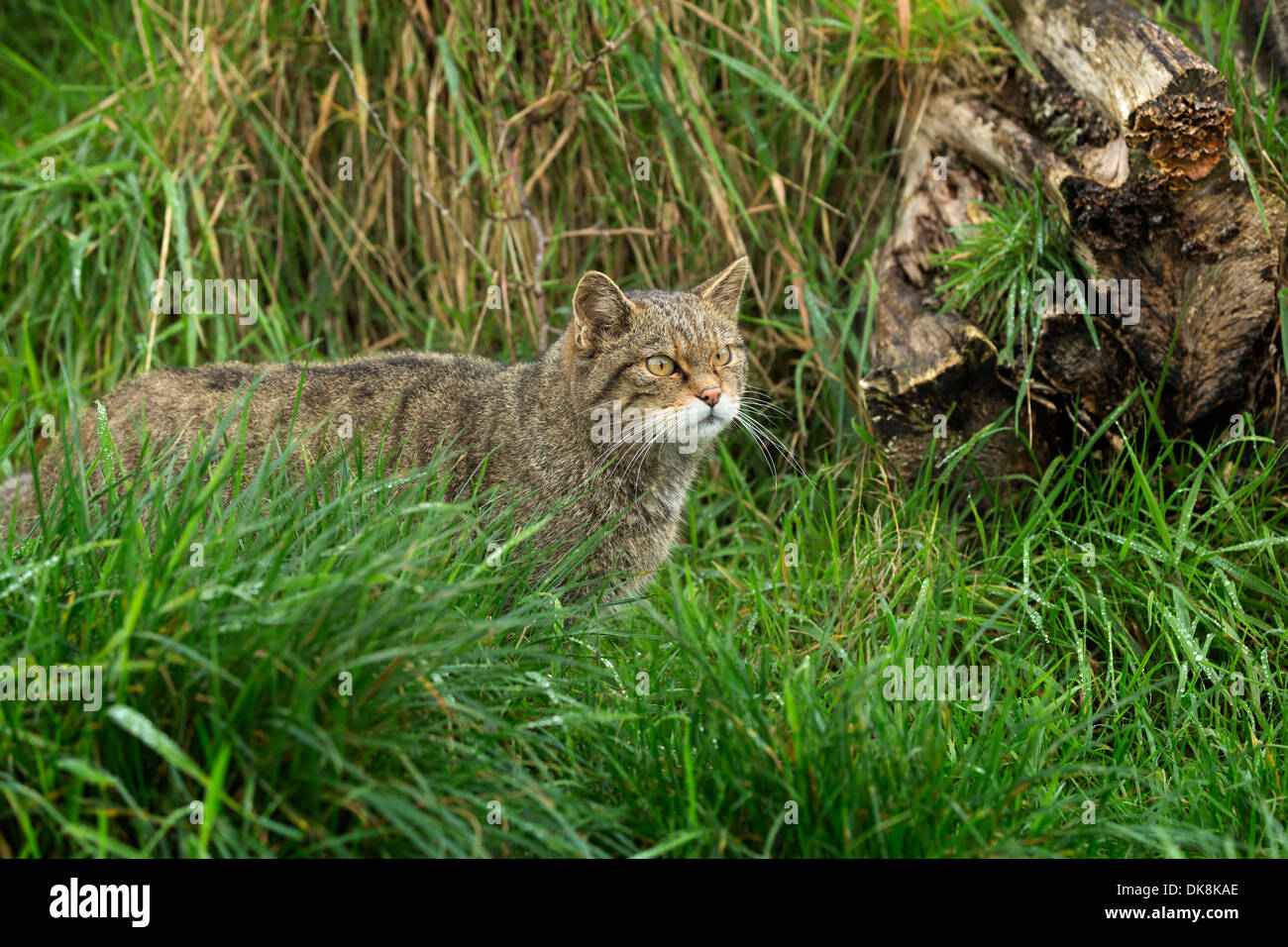 Scottish wildcat, Felis silvestris, adult female Stock Photo - Alamy