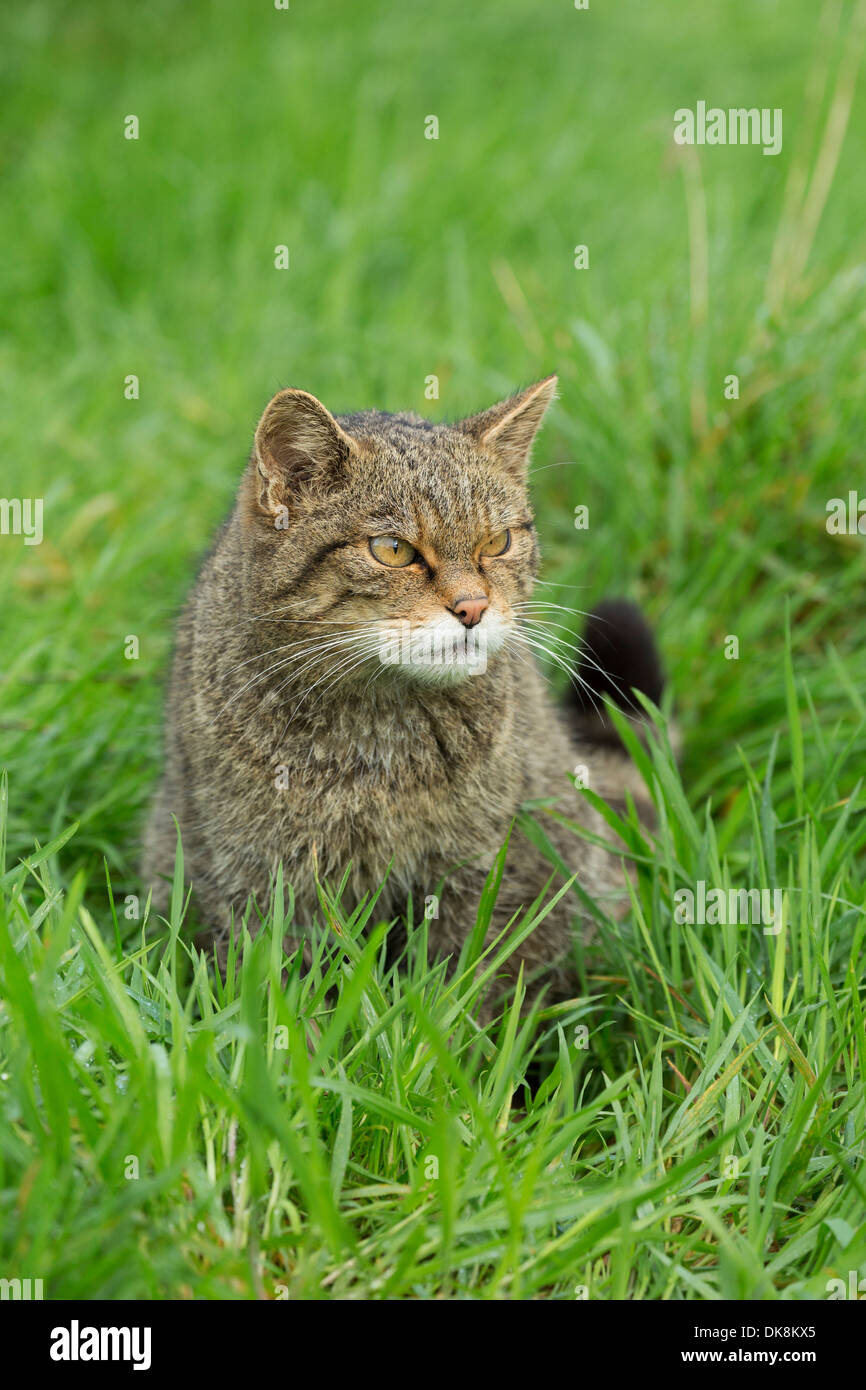 Scottish wildcat, Felis silvestris, adult female Stock Photo - Alamy