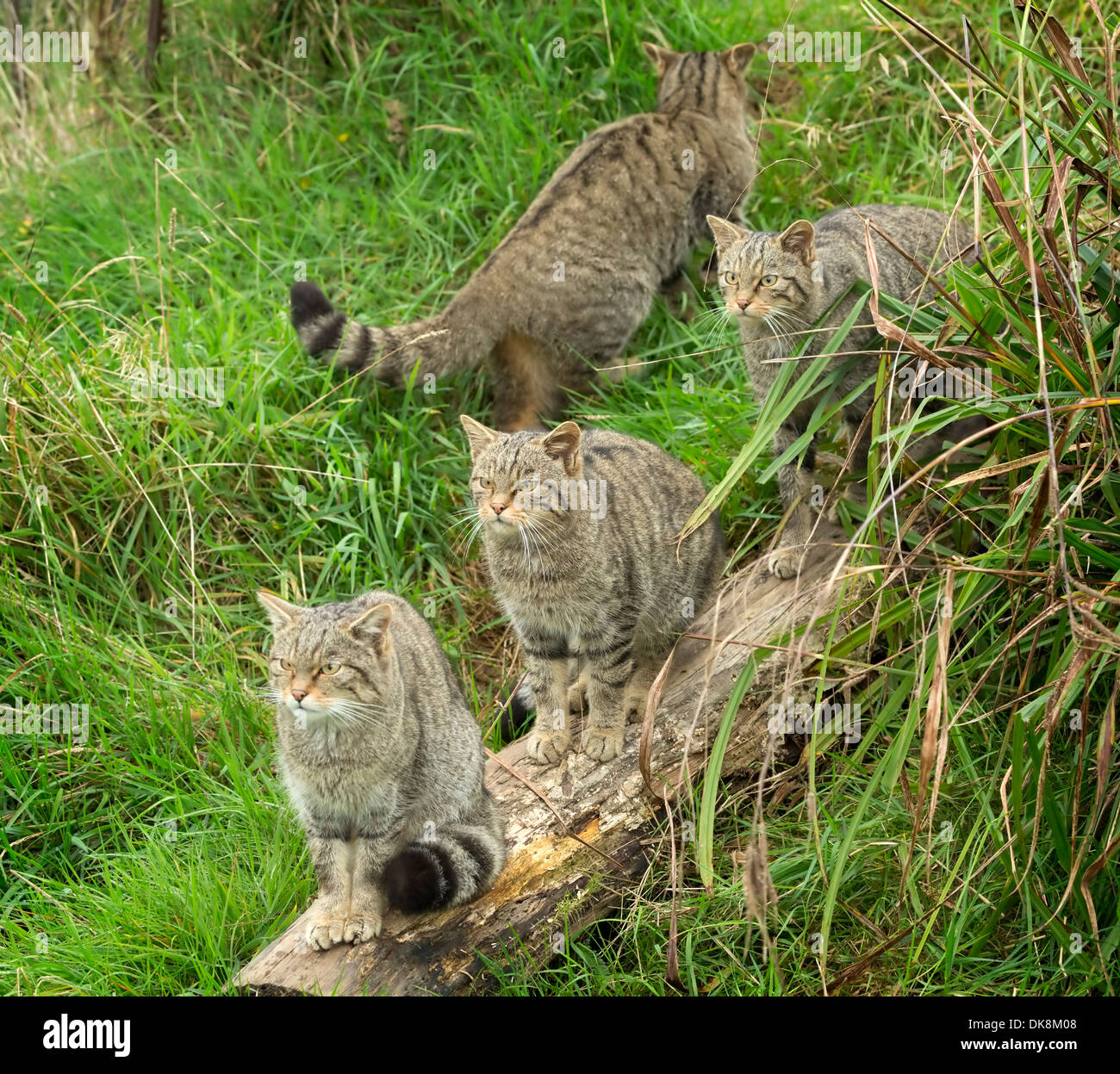 Scottish wildcat hi-res stock photography and images - Alamy