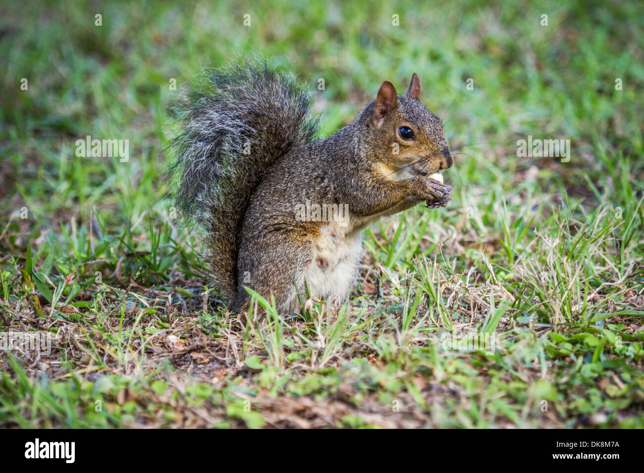 Eastern gray squirrel (Sciurus carolinensis) sitting on grass lawn and ...