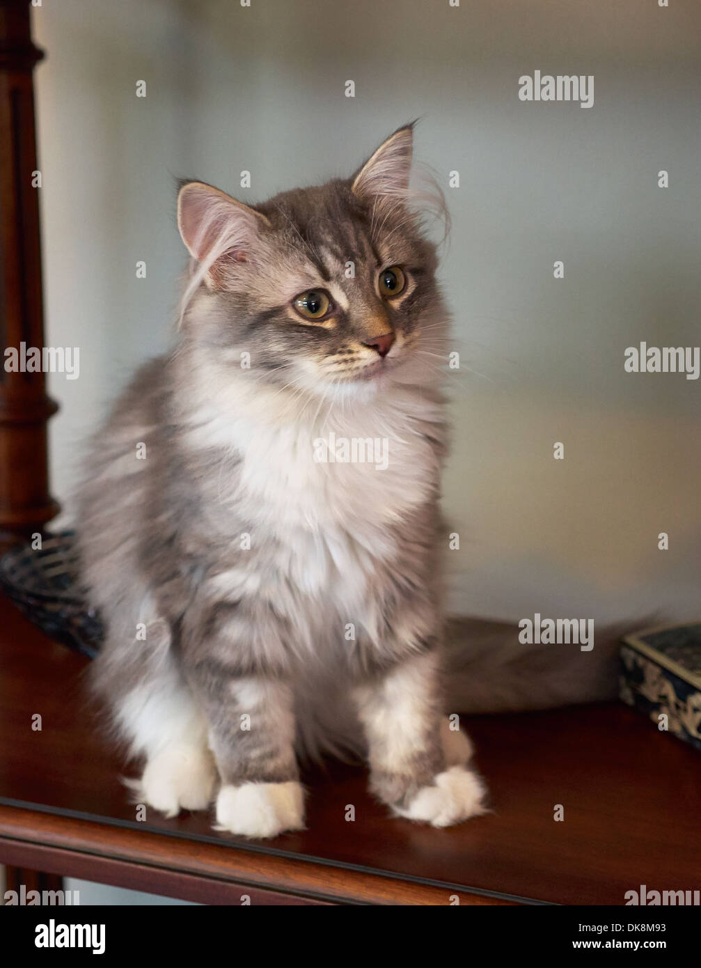 Siberian cat siberian cat hi-res stock photography and images - Alamy