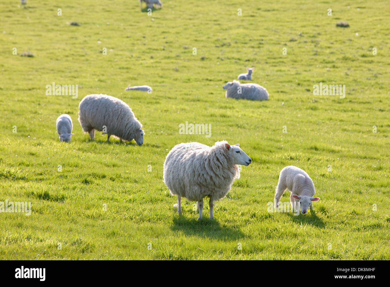 Sheep in a field in the English countryside of rolling hills around ...