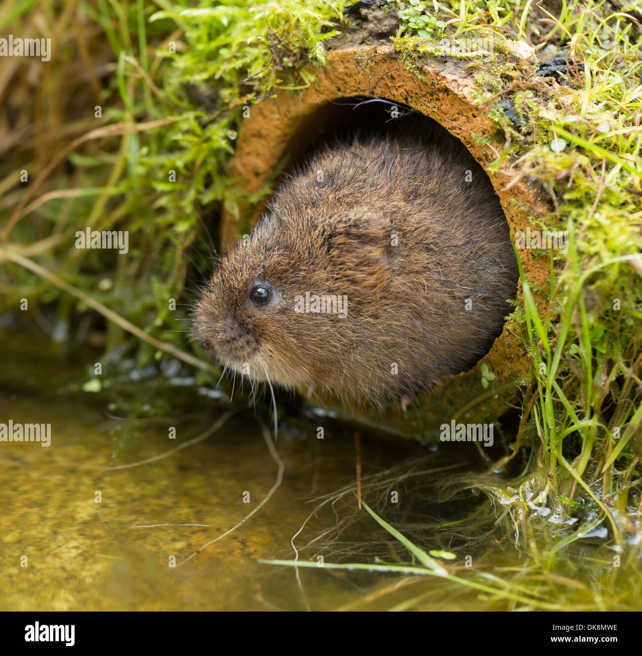 Population decline hi-res stock photography and images - Alamy