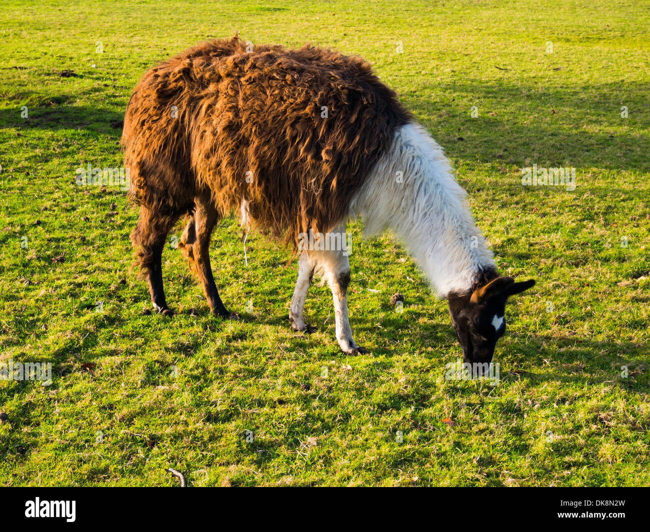 White llama hi-res stock photography and images - Alamy
