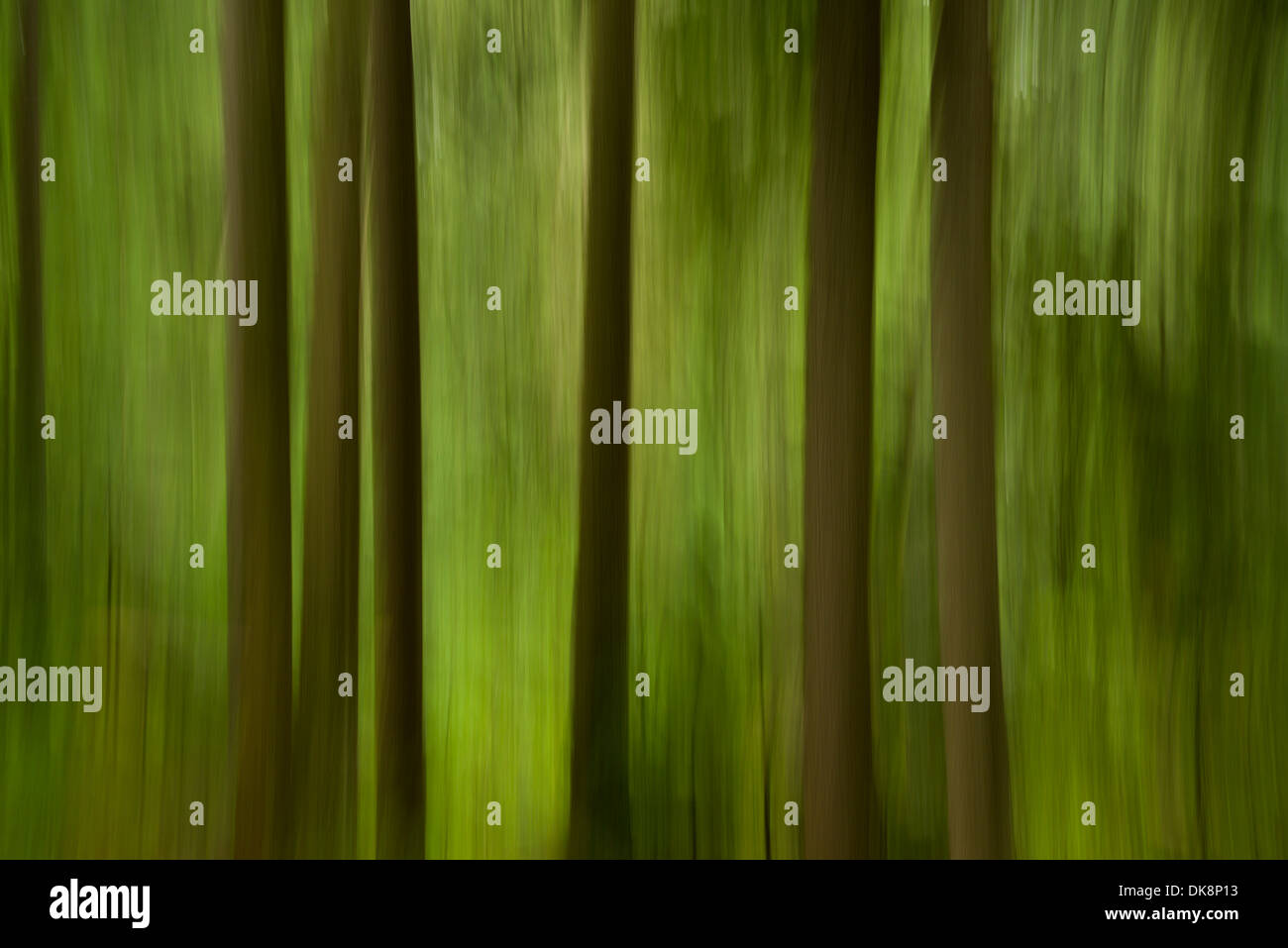 Abstract Of Blurred Rainforest Trees; Vancouver, British Columbia ...