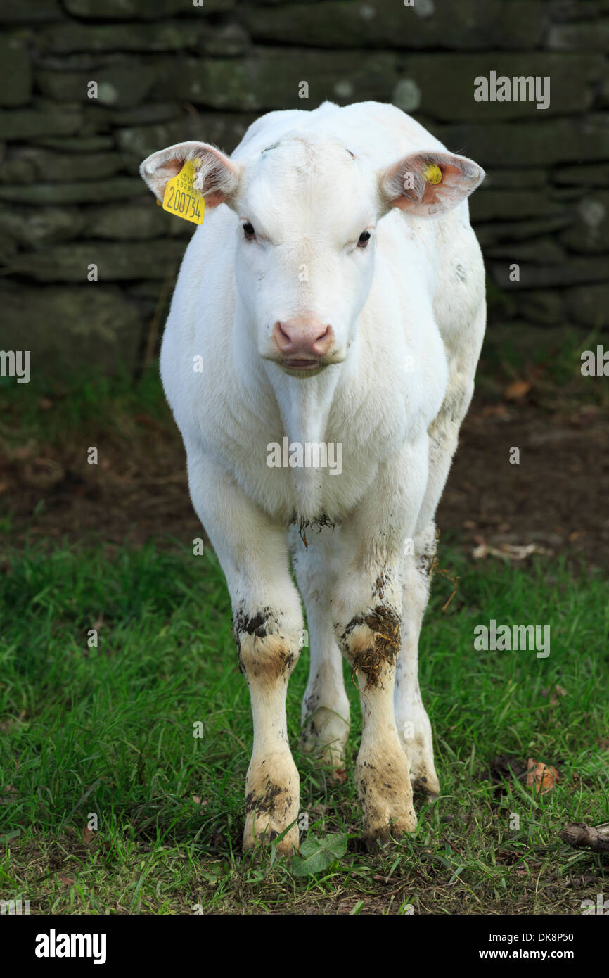 Young pure white calf in the Lake District, Cumbria Stock Photo - Alamy