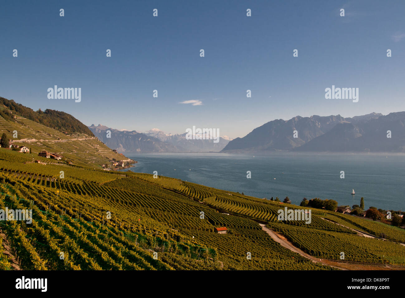The region of Lavaux is located near Lausanne (Switzerland) and is ...