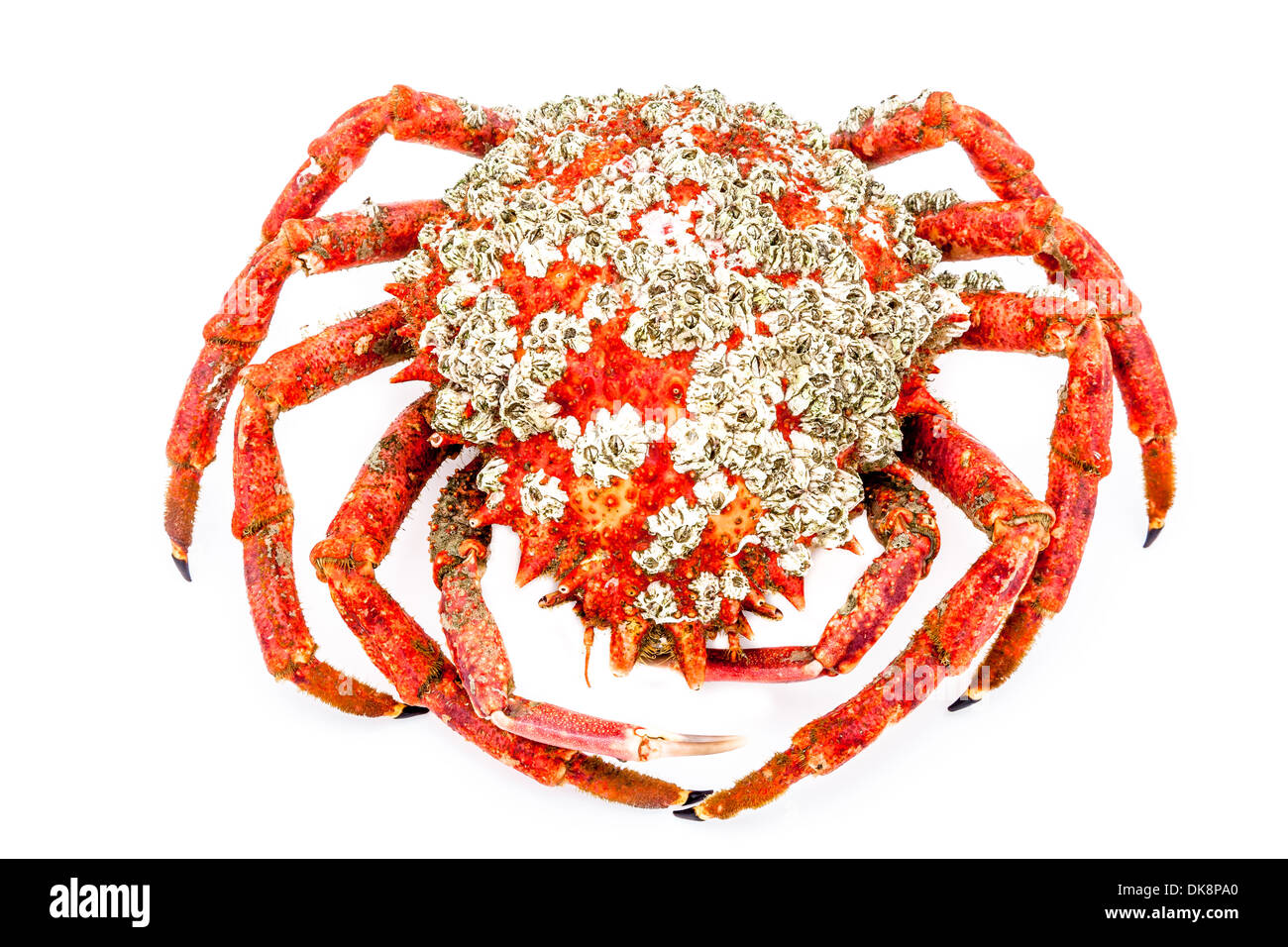 Prepared spider crab hi-res stock photography and images - Alamy