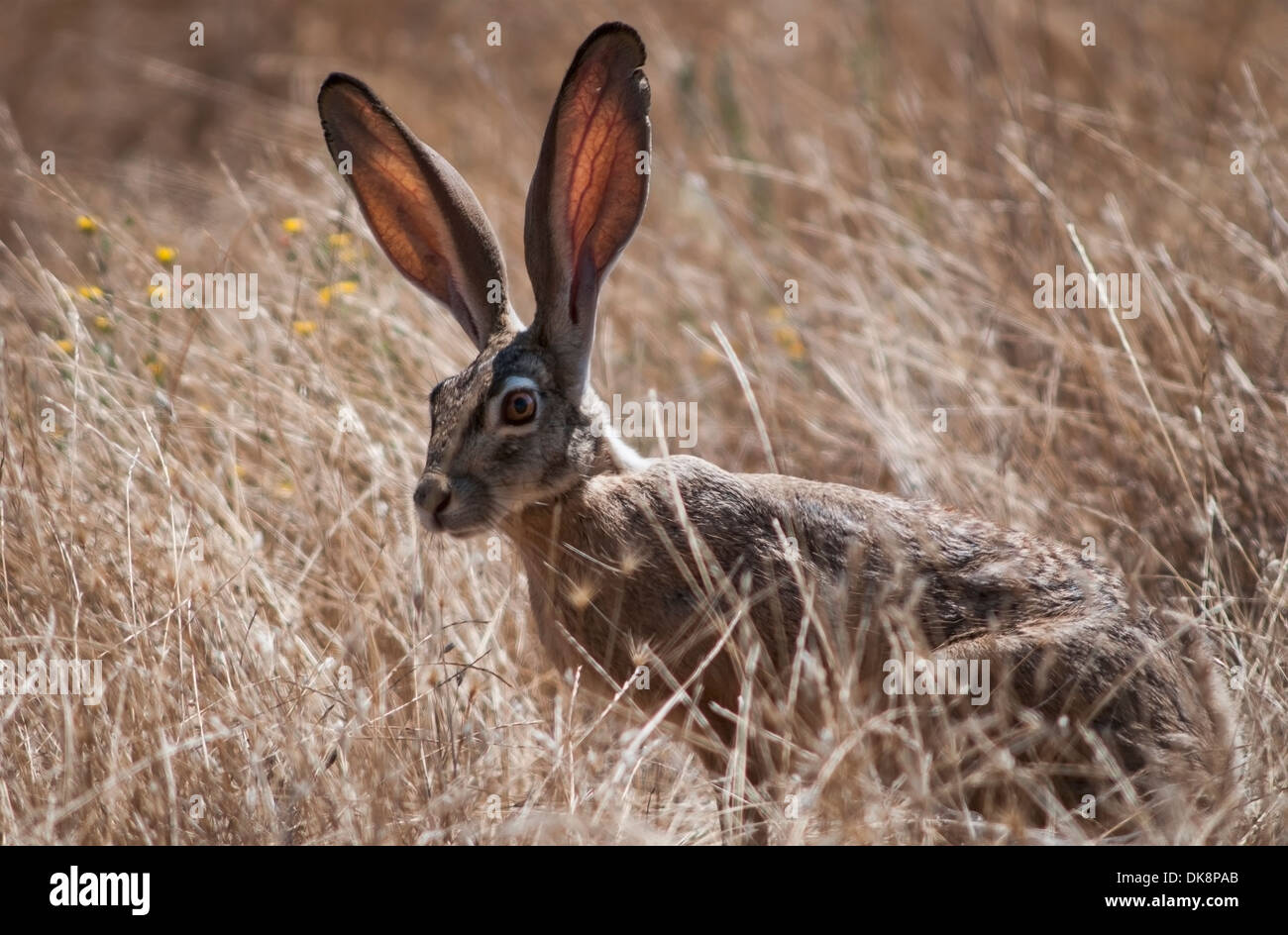 Black tailed jackrabbit american desert hare hi-res stock photography ...