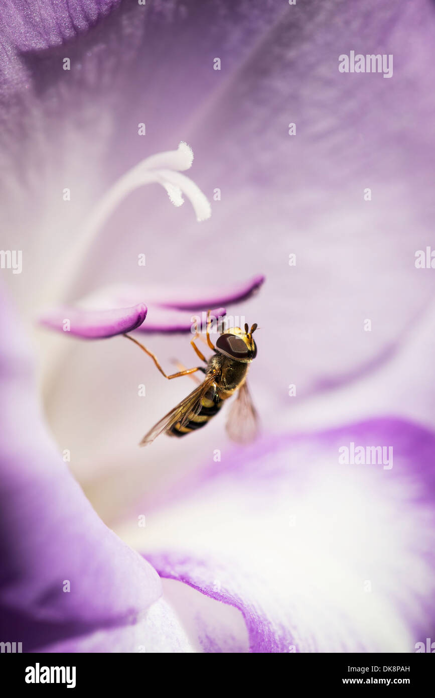 A Hoverfly Visits A Gladiolus Blossom; Astoria, Oregon, United States ...