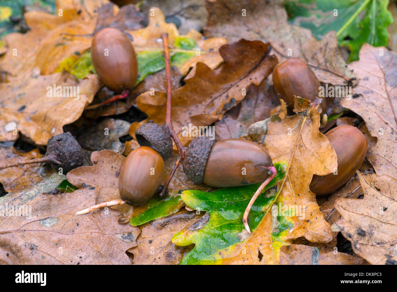 Acorn germination hi-res stock photography and images - Alamy