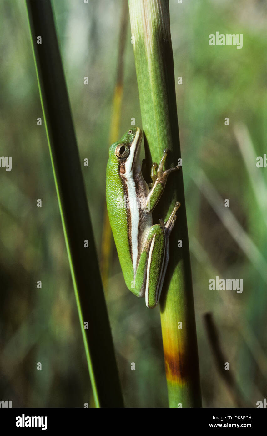 A Green Tree Frog Rests On A Stem; Ochopee, Florida, United States Of ...