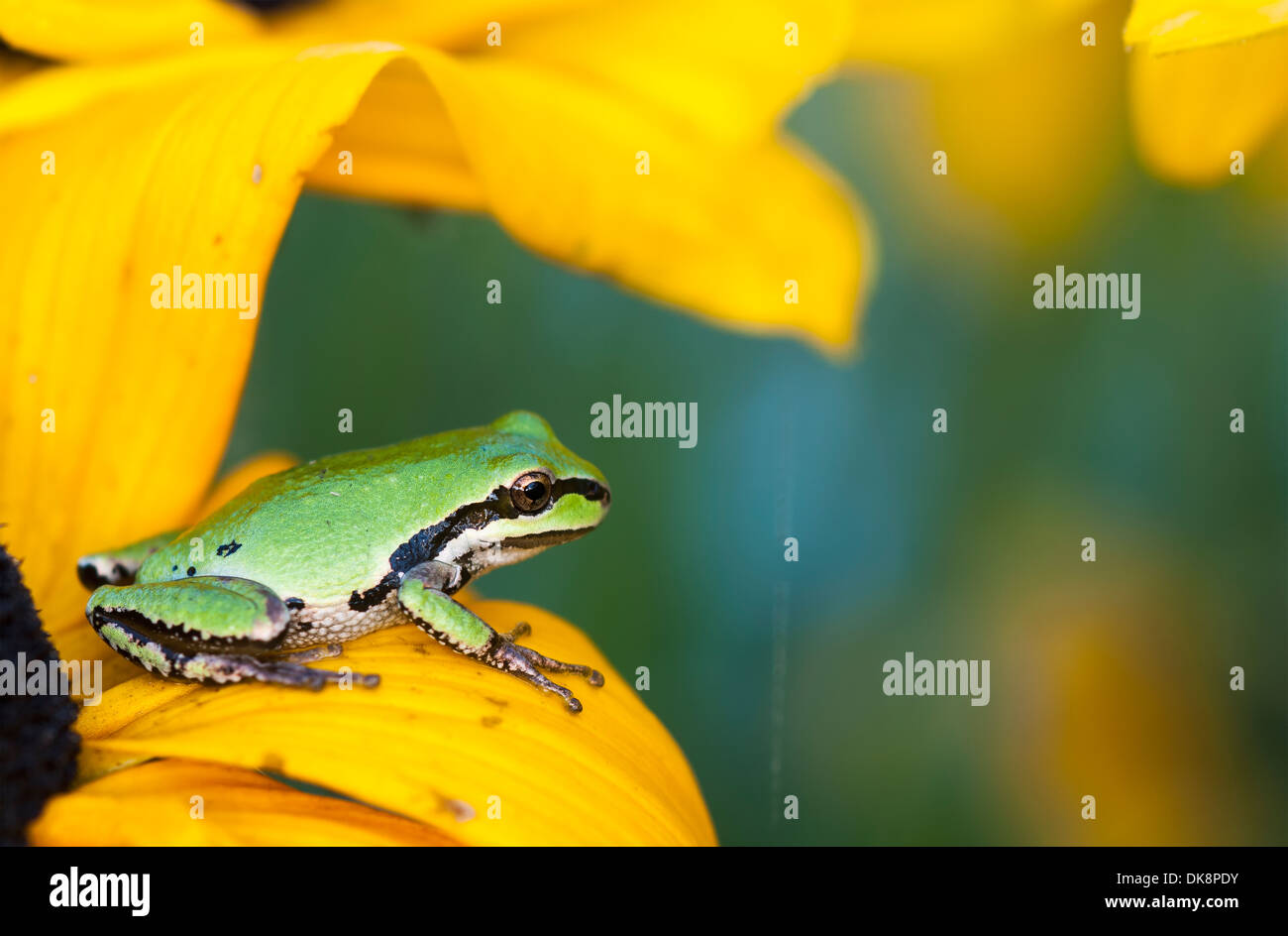 A Pacific Tree Frog (Pseudacris Regilla) Hunts For Insects On A ...