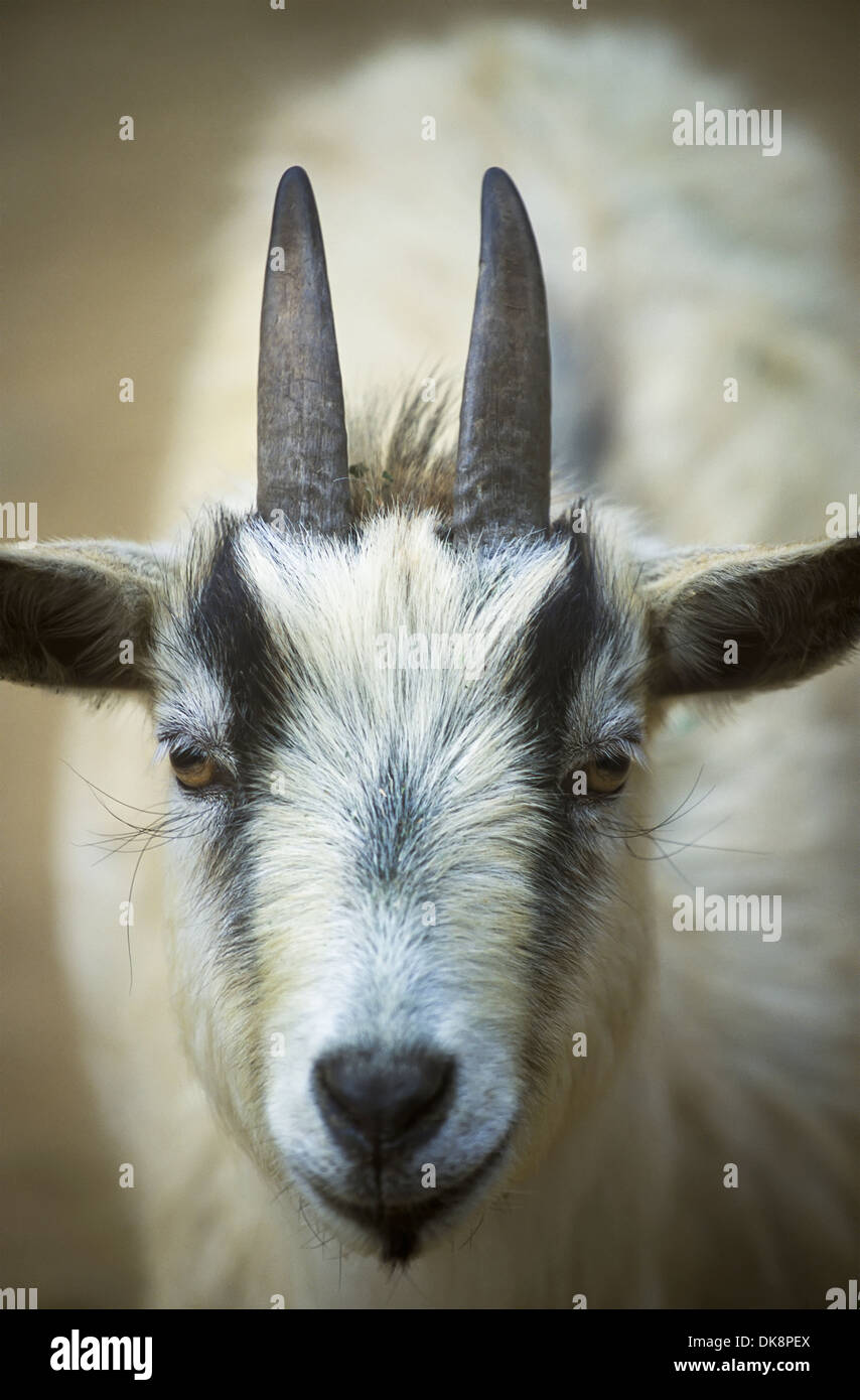 A Friendly Goat Greets Children At Bandon's Petting Zoo; Bandon, Oregon ...