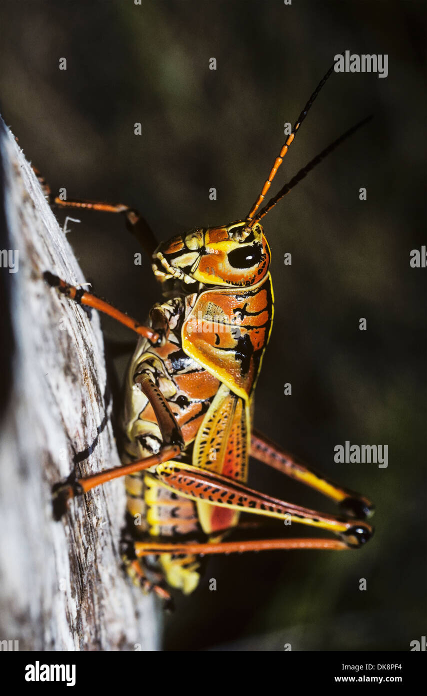 Florida grasshopper hi-res stock photography and images - Alamy