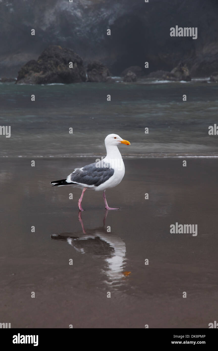 A Western Gull (Larus Occidentalis) Walks On The Beach; Cannon Beach ...