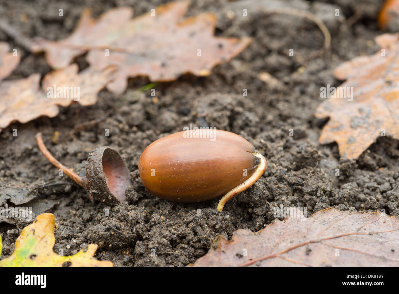 Germinating Acorn High Resolution Stock Photography and Images - Alamy