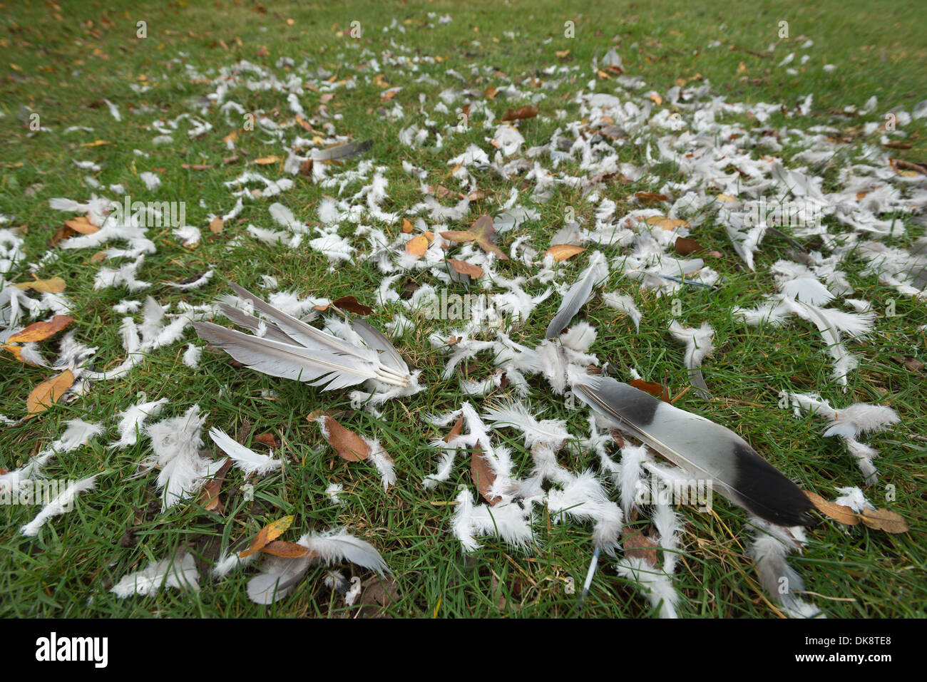 Site and remains from a Bird of prey kill knocking a pigeon out of the ...