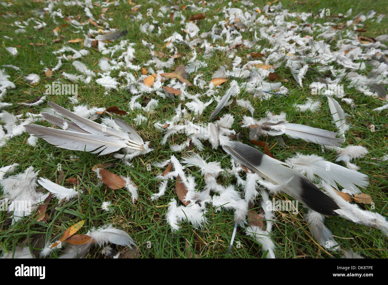 Site and remains from a Bird of prey kill knocking a pigeon out of the ...