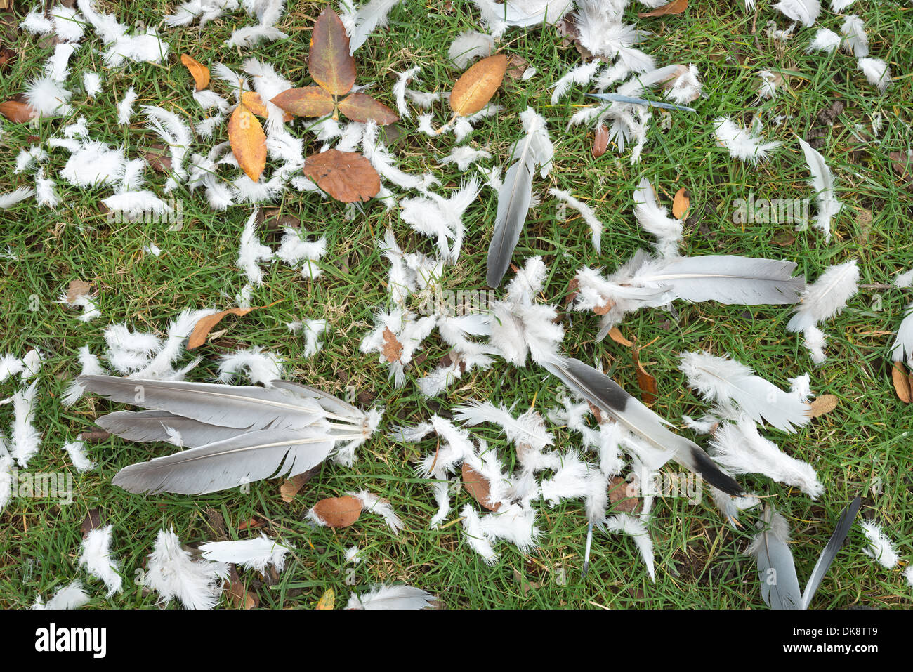 Scattering pigeons hi-res stock photography and images - Alamy