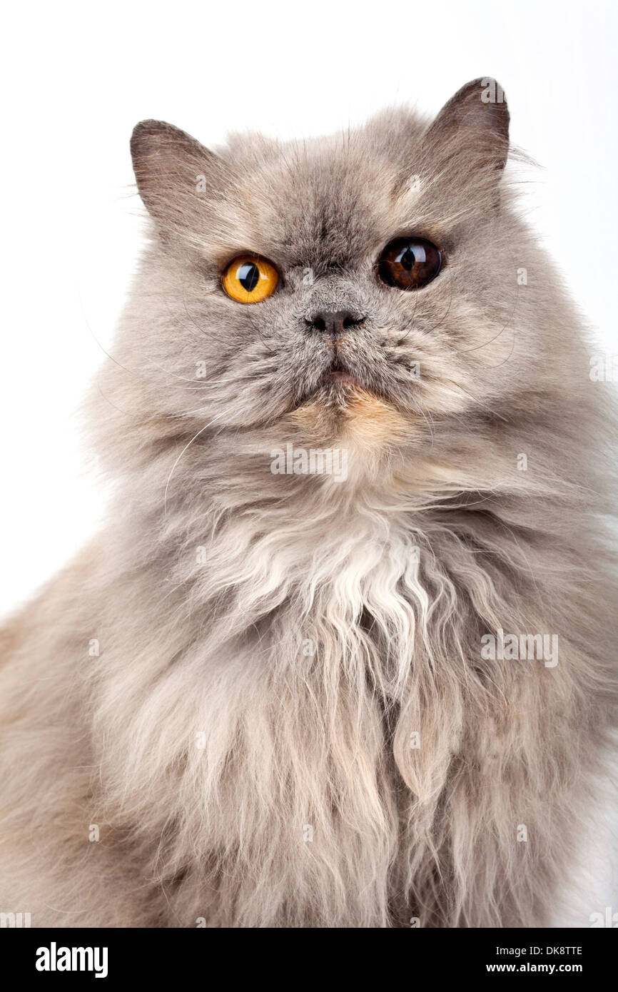 Iran persian cat hi-res stock photography and images - Alamy