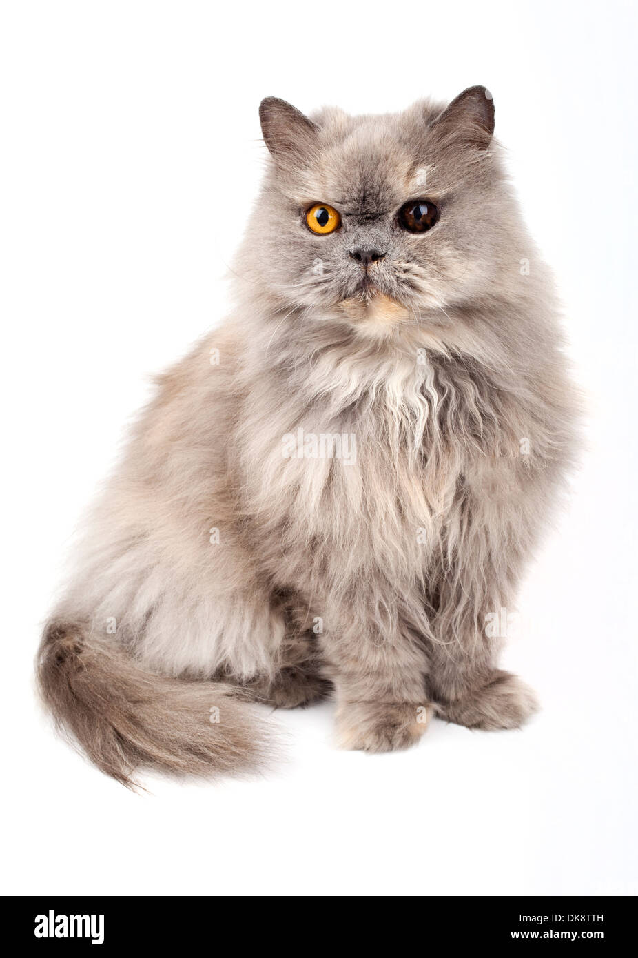 White cat long hair Cut Out Stock Images & Pictures - Alamy