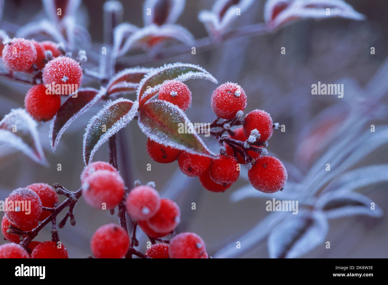 Nara Plant High Resolution Stock Photography and Images - Alamy