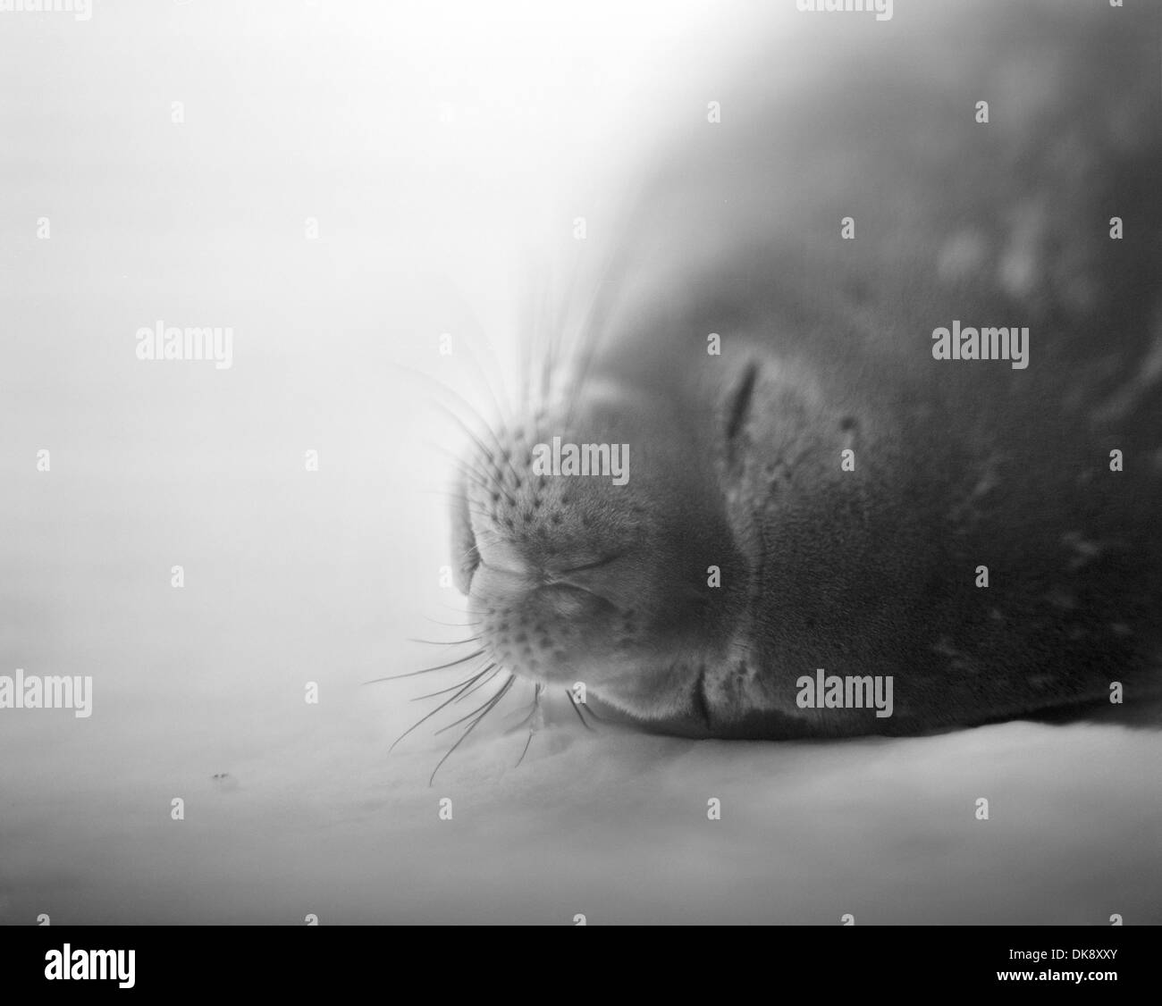 Weddell seals Black and White Stock Photos & Images - Alamy