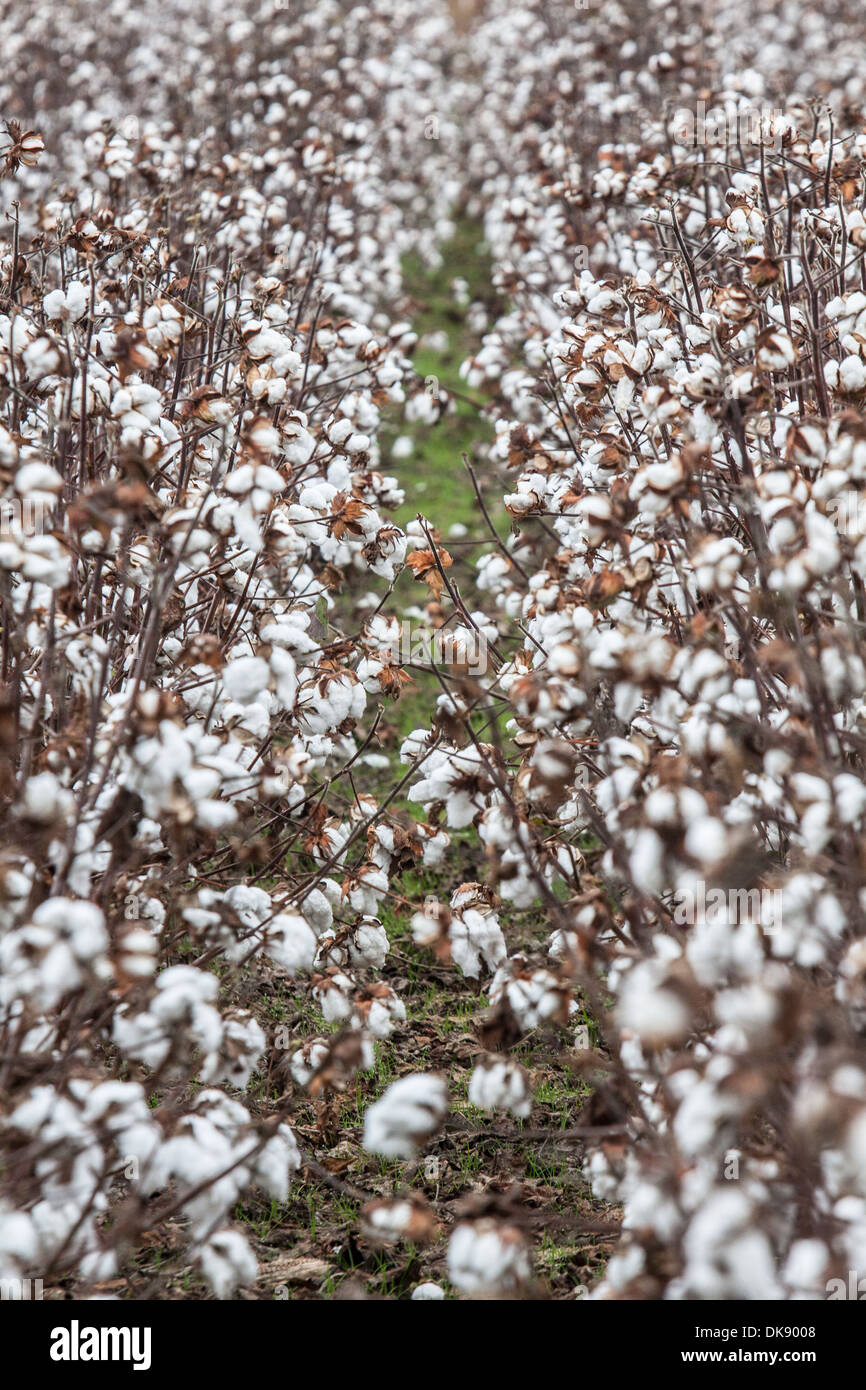 Vertical Orientation of Cotton Plants just before Harvest Stock Photo ...