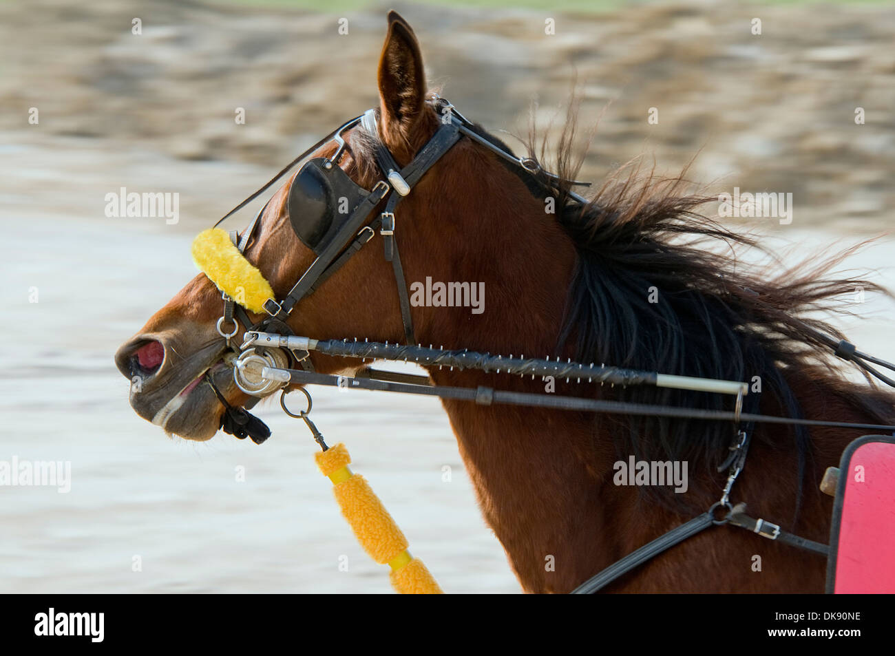 Riding horse in harness racing Stock Photo - Alamy