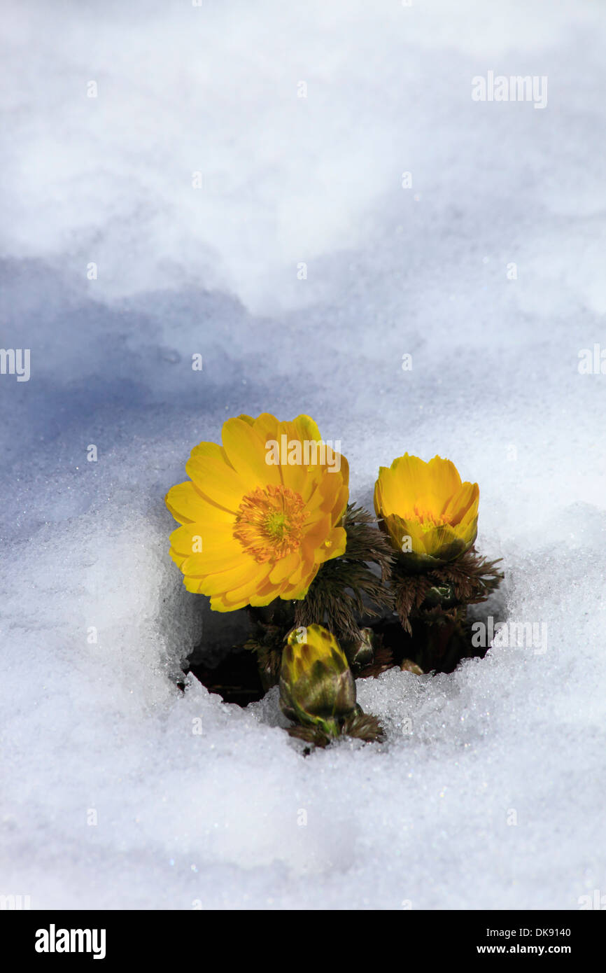 Jindai hi-res stock photography and images - Alamy