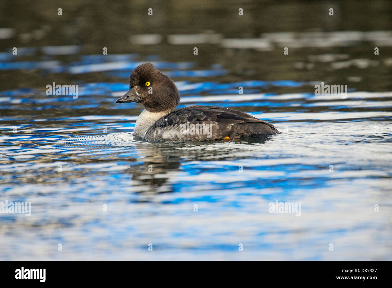 Barrow's Goldeneye (Bucephala islandica), female, swimming at Pages ...
