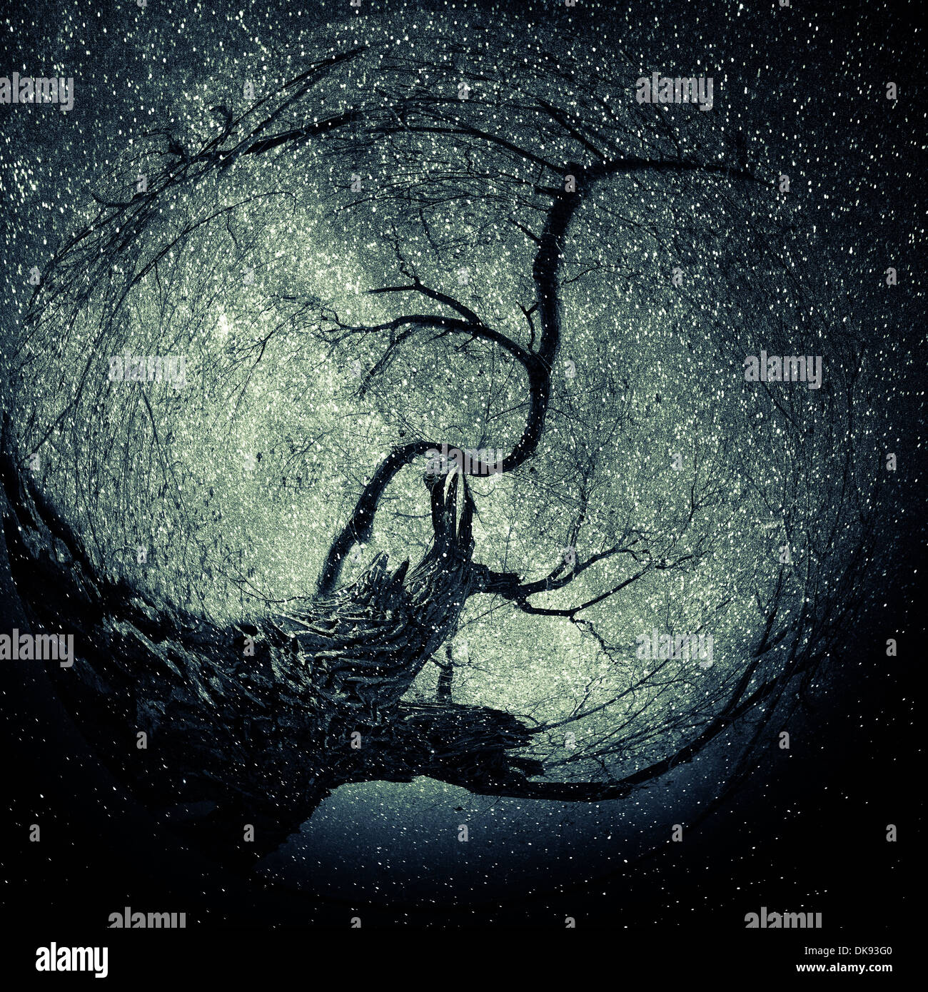 Artistic perspective of a tree created by photo manipulation and ...