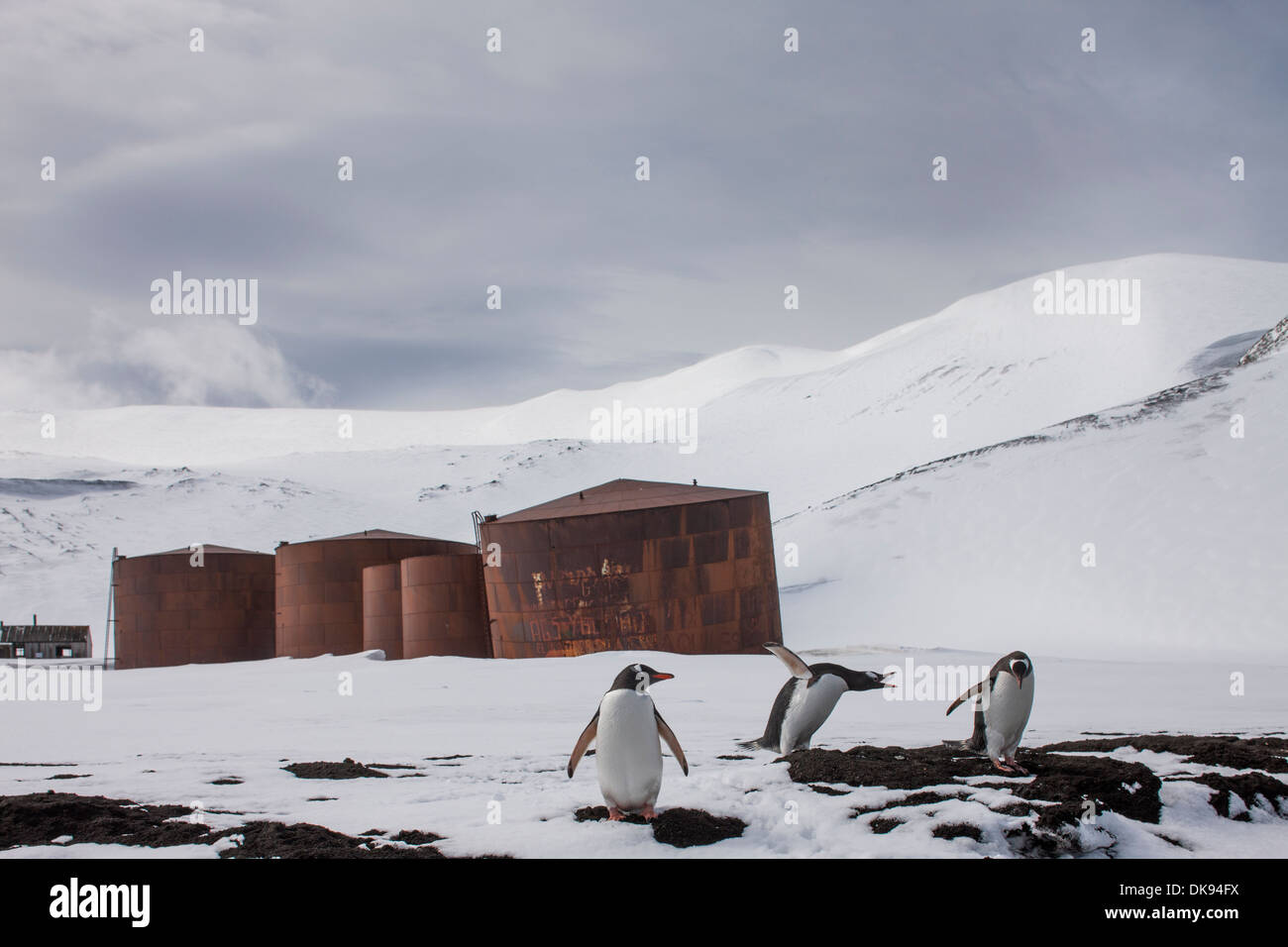 Pygoscelis papua deception island hi-res stock photography and images ...