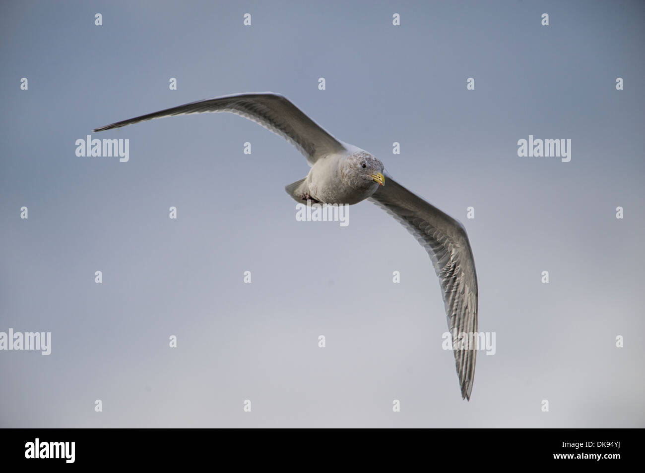 Short flight birds hi-res stock photography and images - Alamy