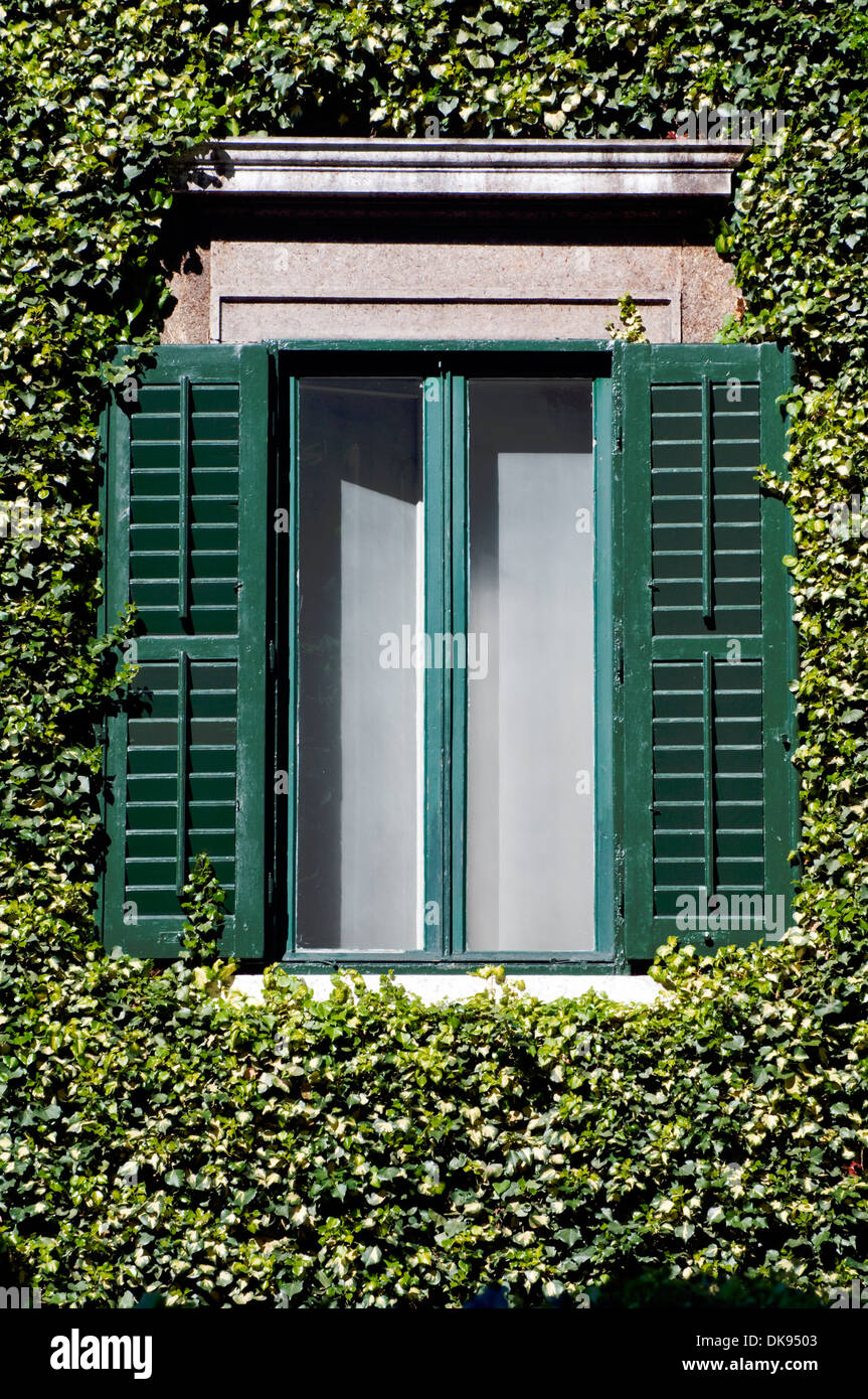 Open green window surrounded by climber ivy Stock Photo - Alamy