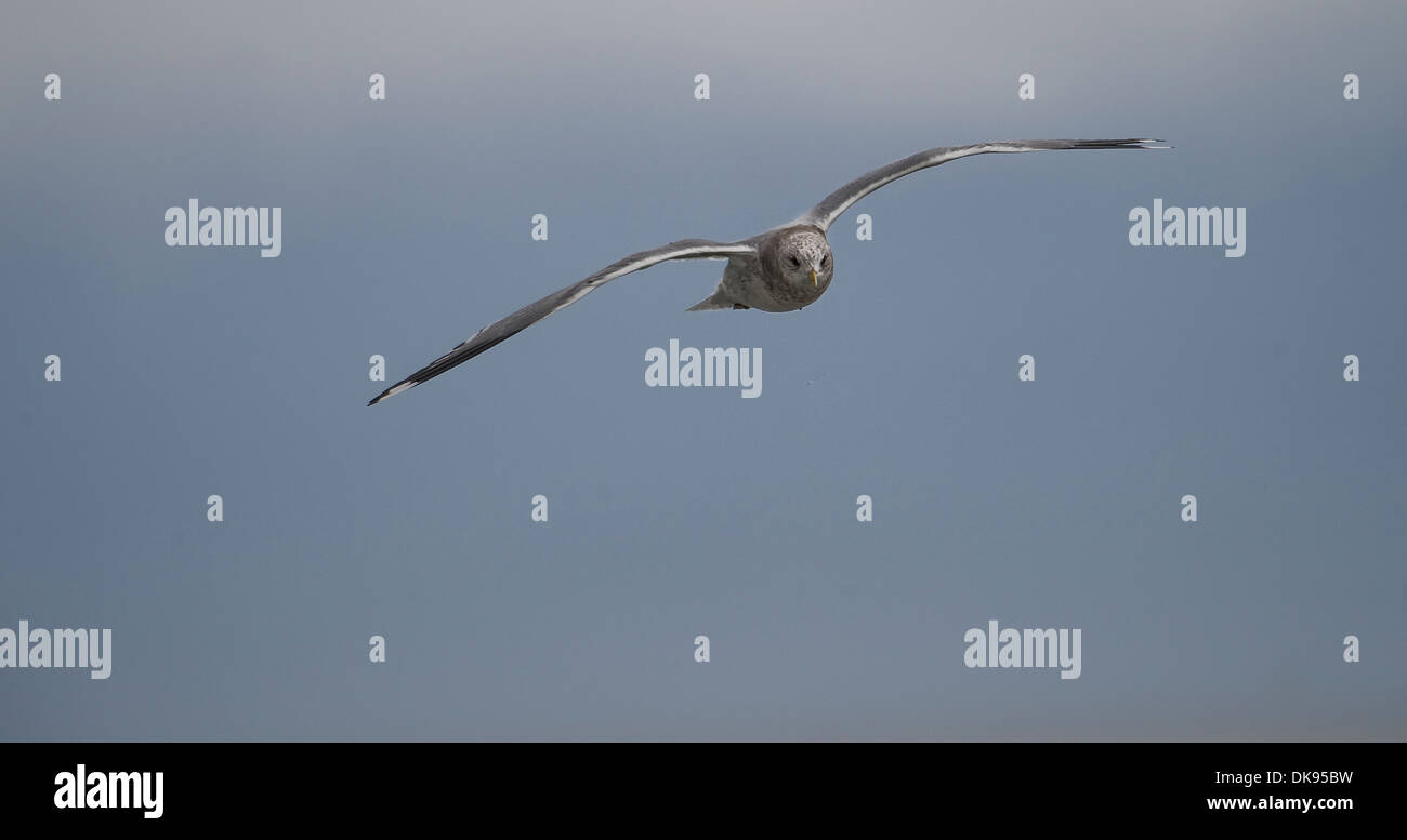 Short-billed Gull (Larus brachyrhynchus), (formerly Mew Gull), in ...