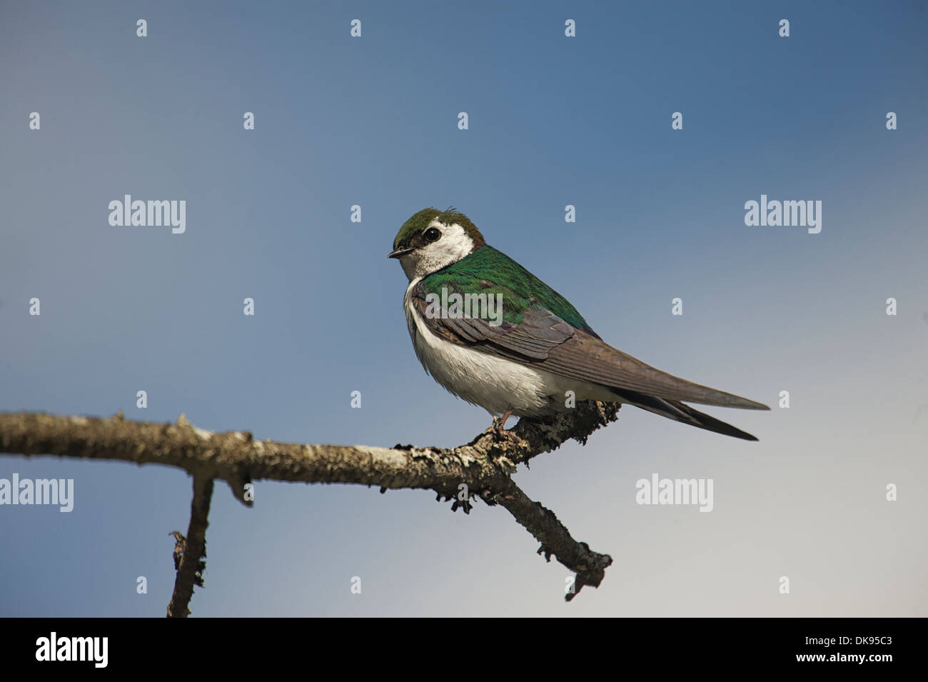 Violet-green Swallow (Tachycineta thalassina), perched in tree British ...