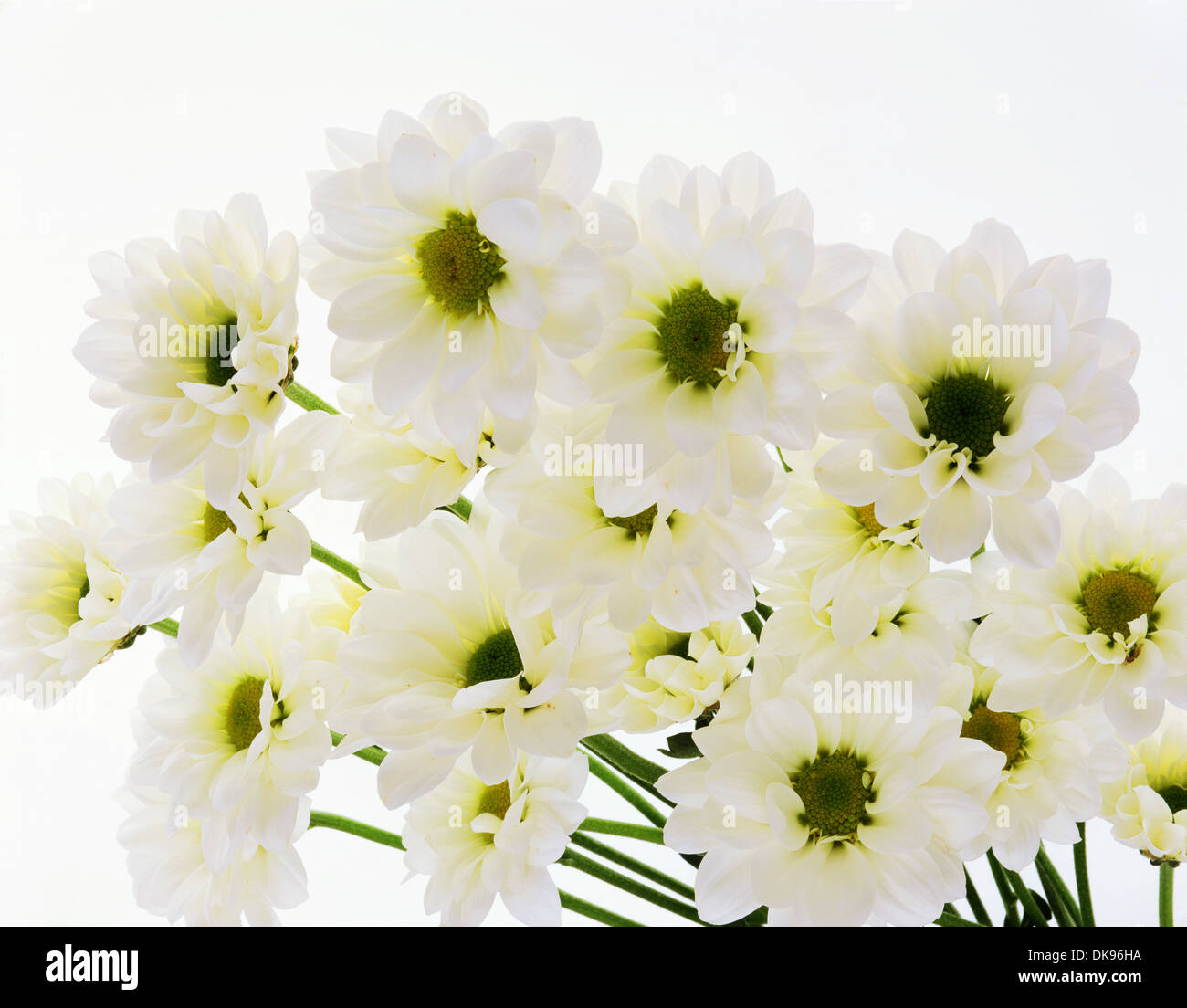 Spray mums hi-res stock photography and images - Alamy