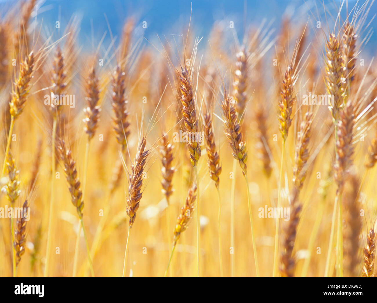 Aichi hi-res stock photography and images - Alamy