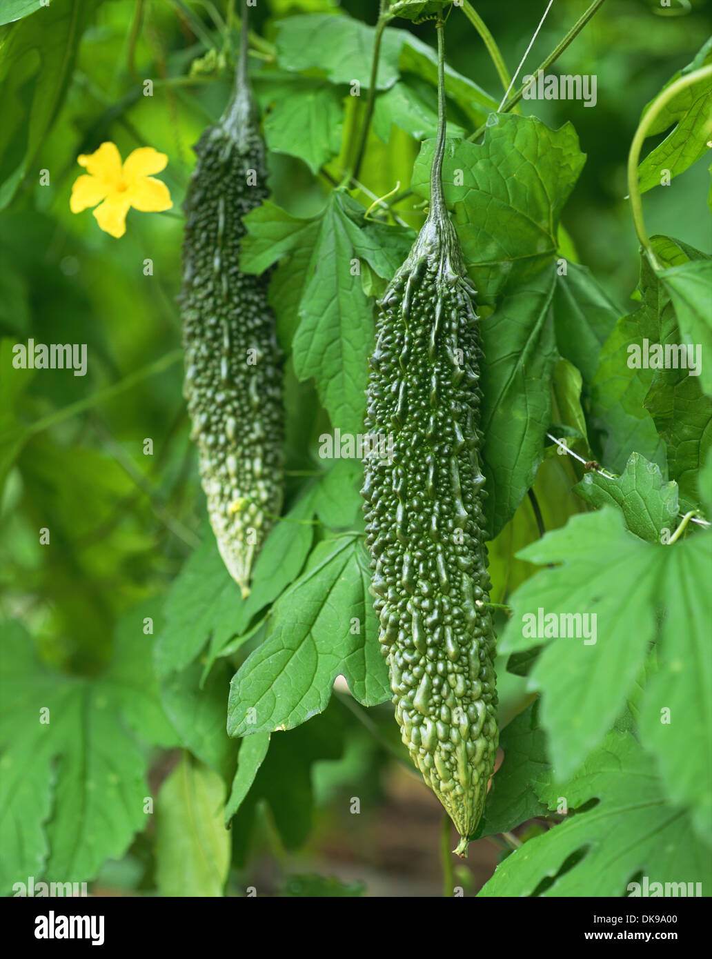 Okinawa bitter gourd hi-res stock photography and images - Alamy