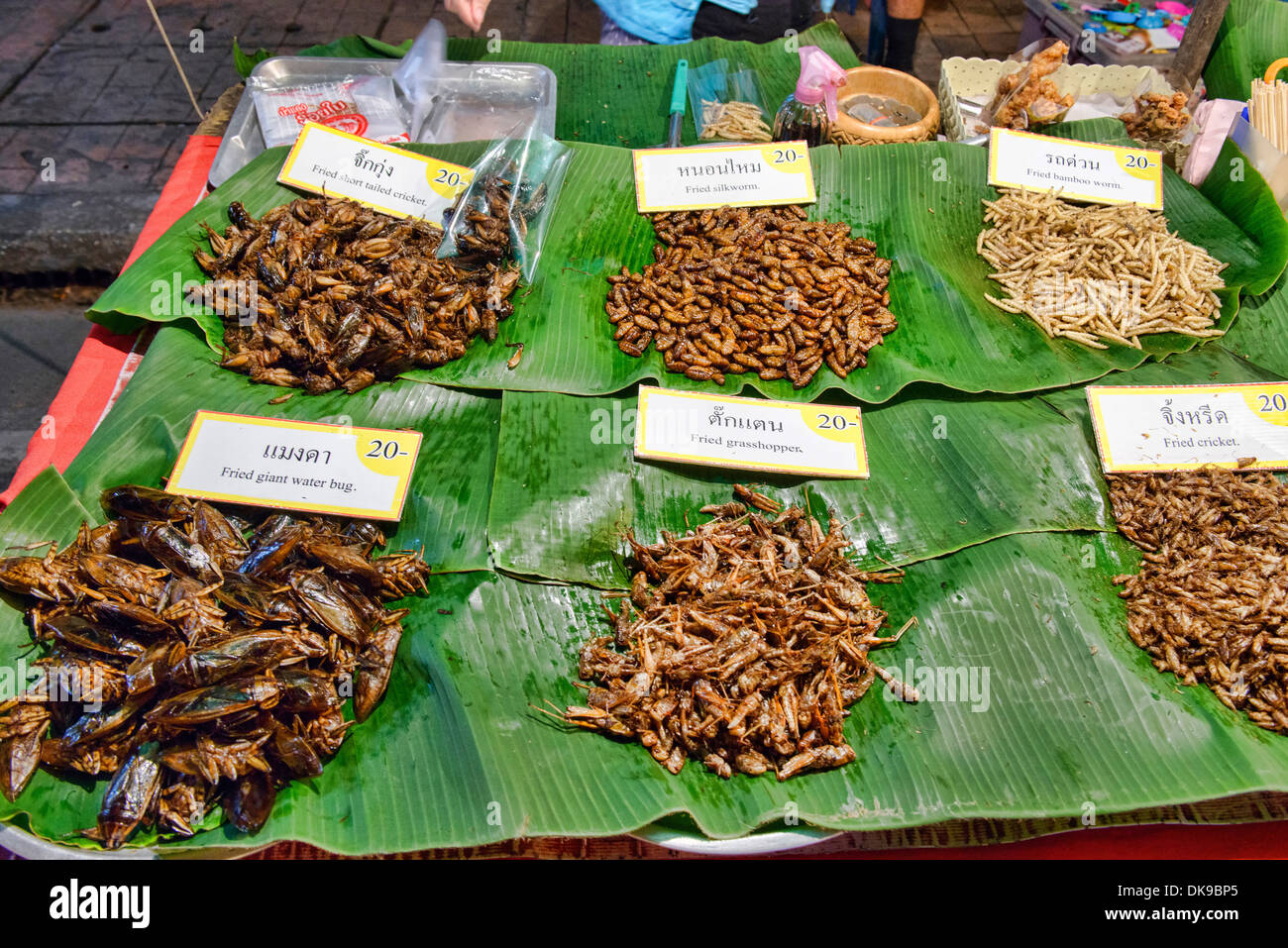 fried insects for sale at the night market in Chiang Mai, Thailand ...
