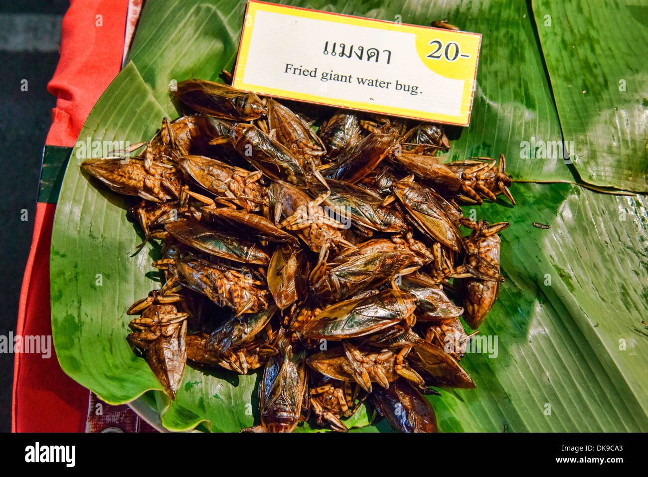 fried water bugs for sale at the night market in Chiang Mai, Thailand ...