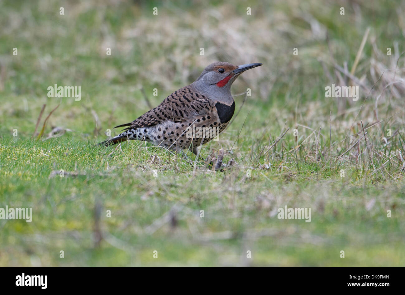Northern flicker bird hi-res stock photography and images - Alamy