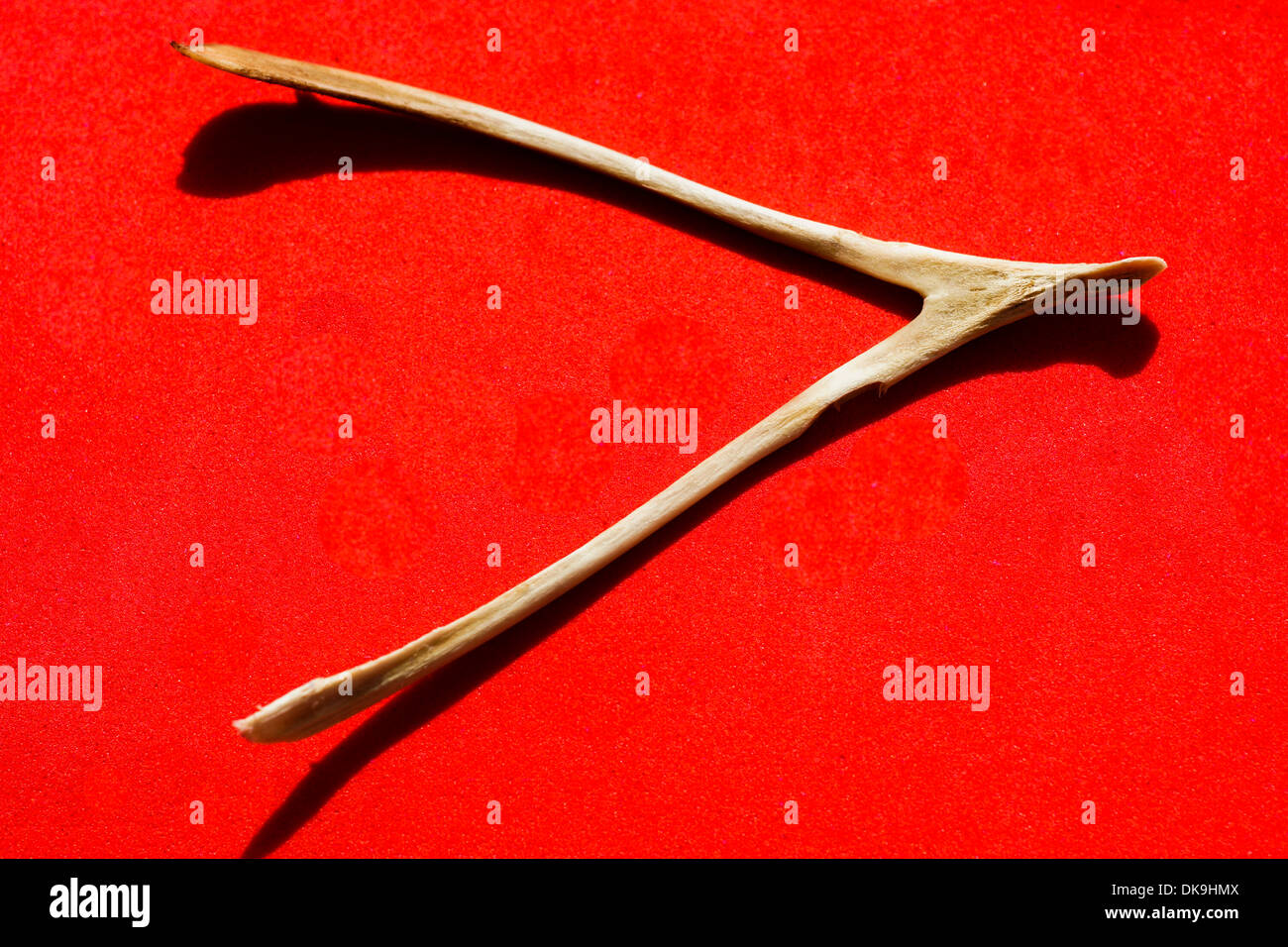 Turkey wishbone hi-res stock photography and images - Alamy