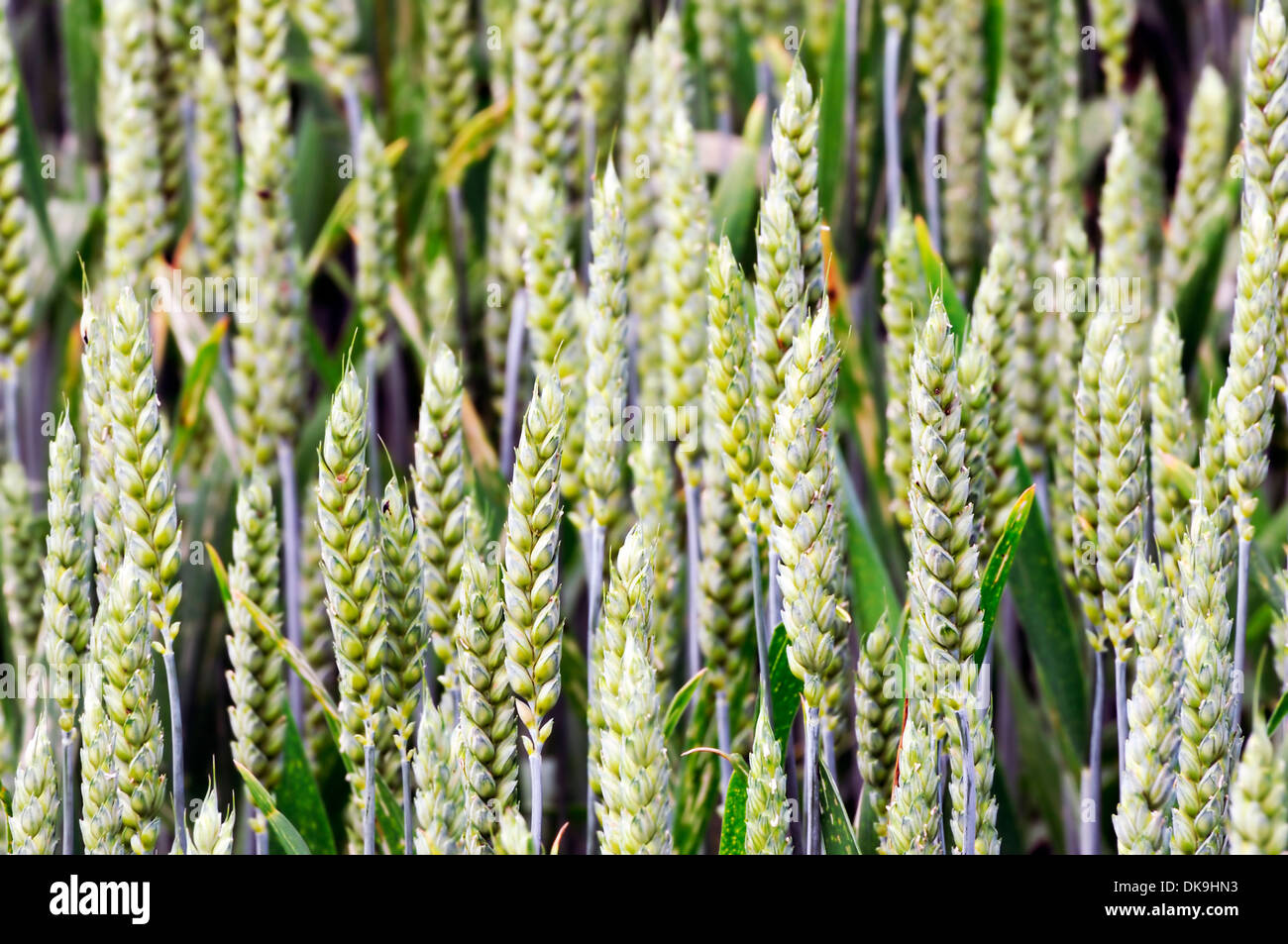 Detail of green spikes in a corn field Stock Photo - Alamy