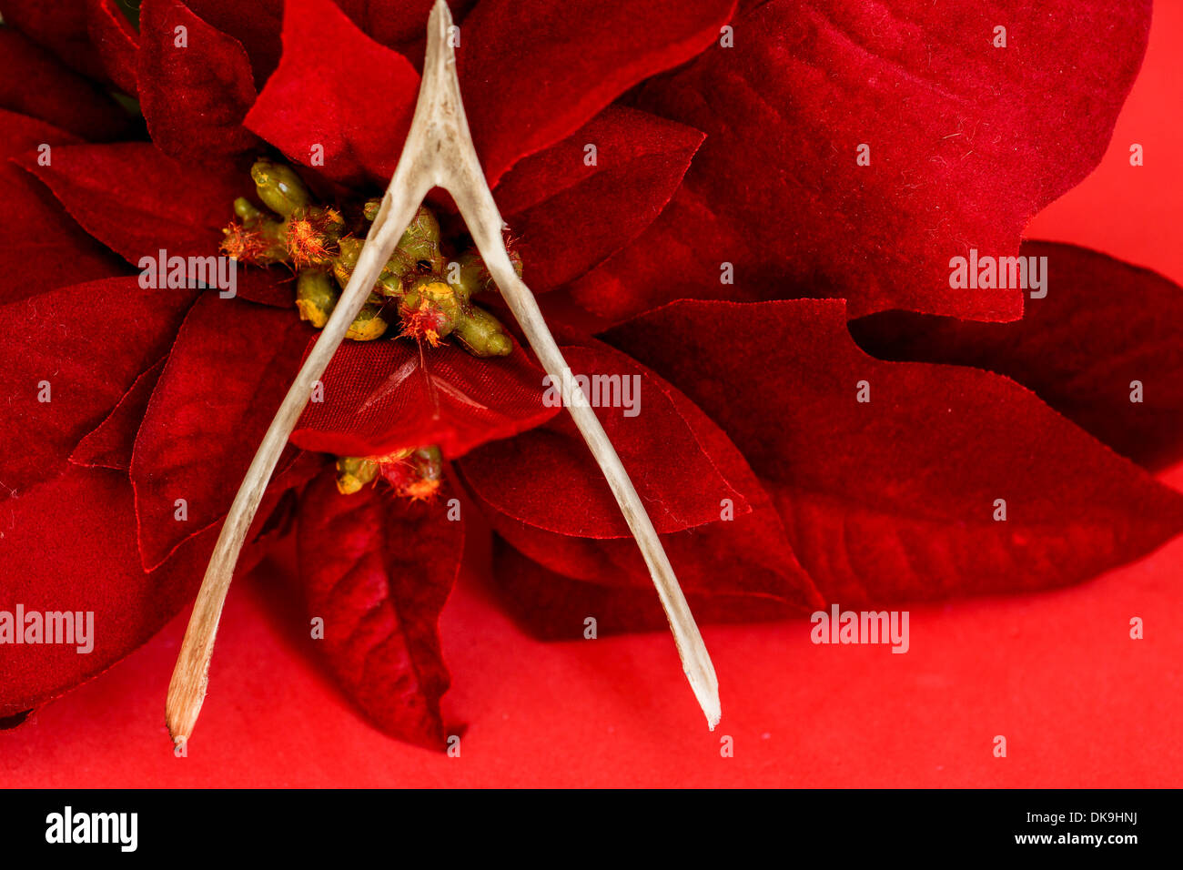 "Wishing you happy holidays." Turkey wishbone in front of an artificial ...