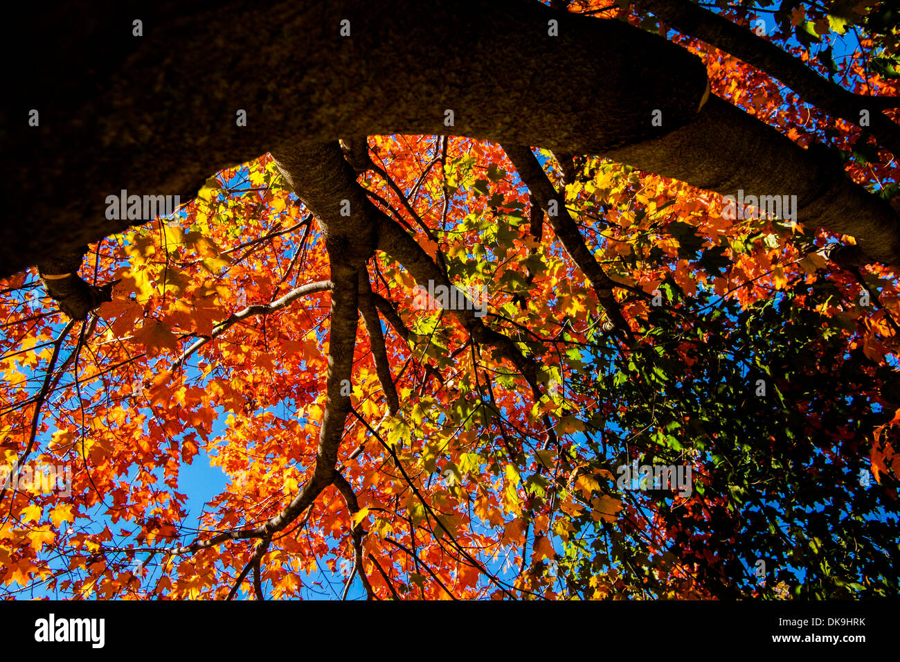 Tree branches vertical hi-res stock photography and images - Alamy