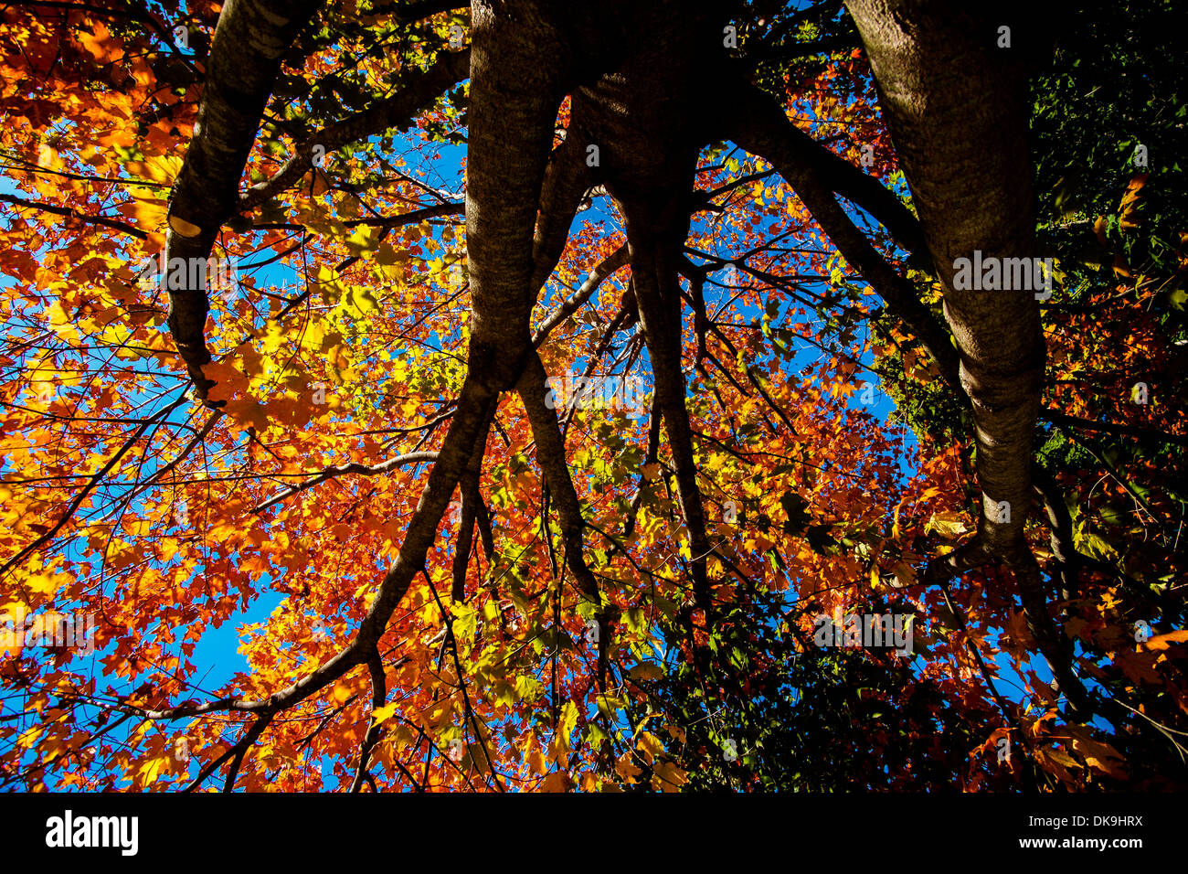 Tree branches vertical hi-res stock photography and images - Alamy